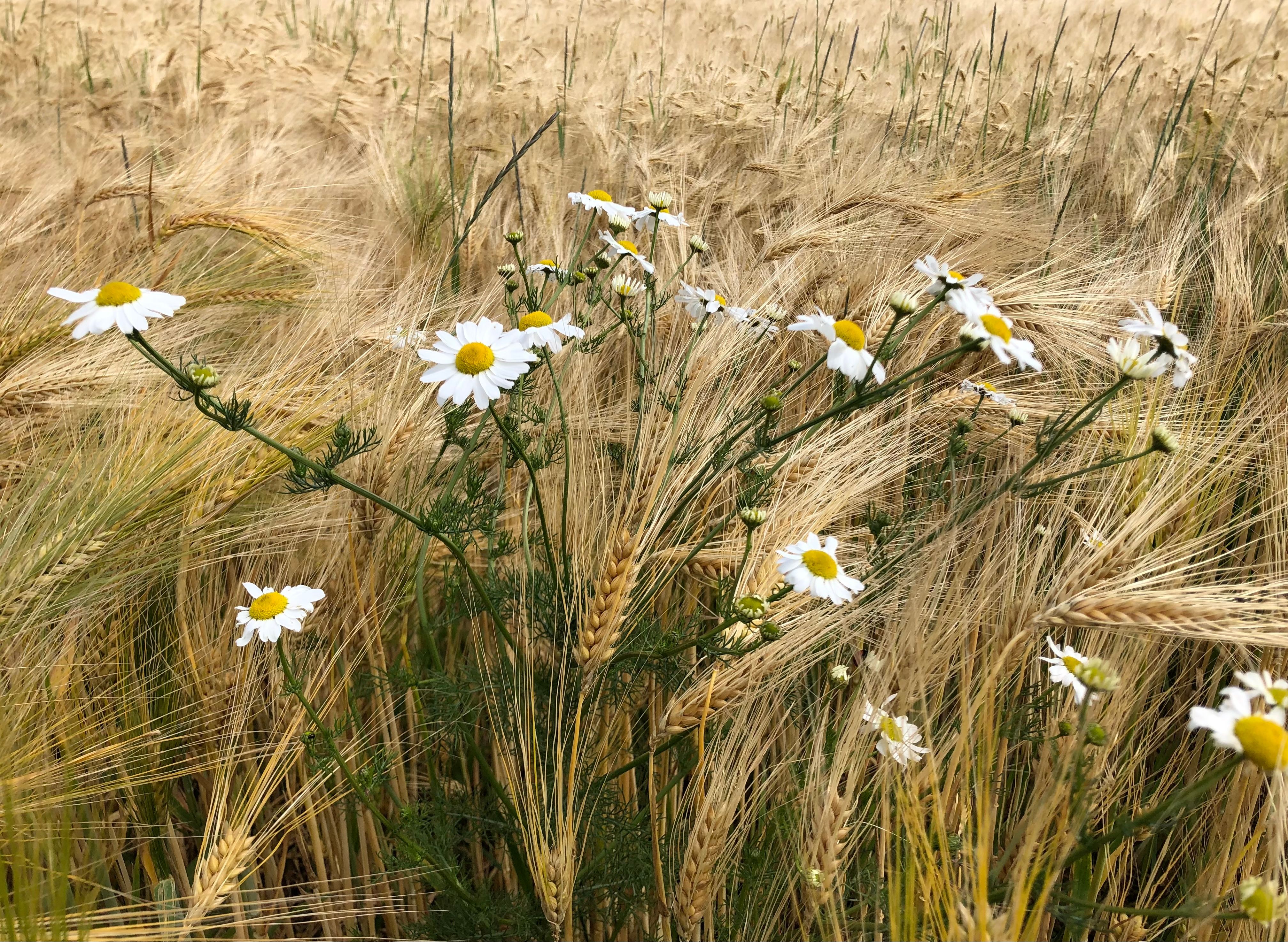 White Chamomile Flowers on Wheat Field · Free Stock Photo