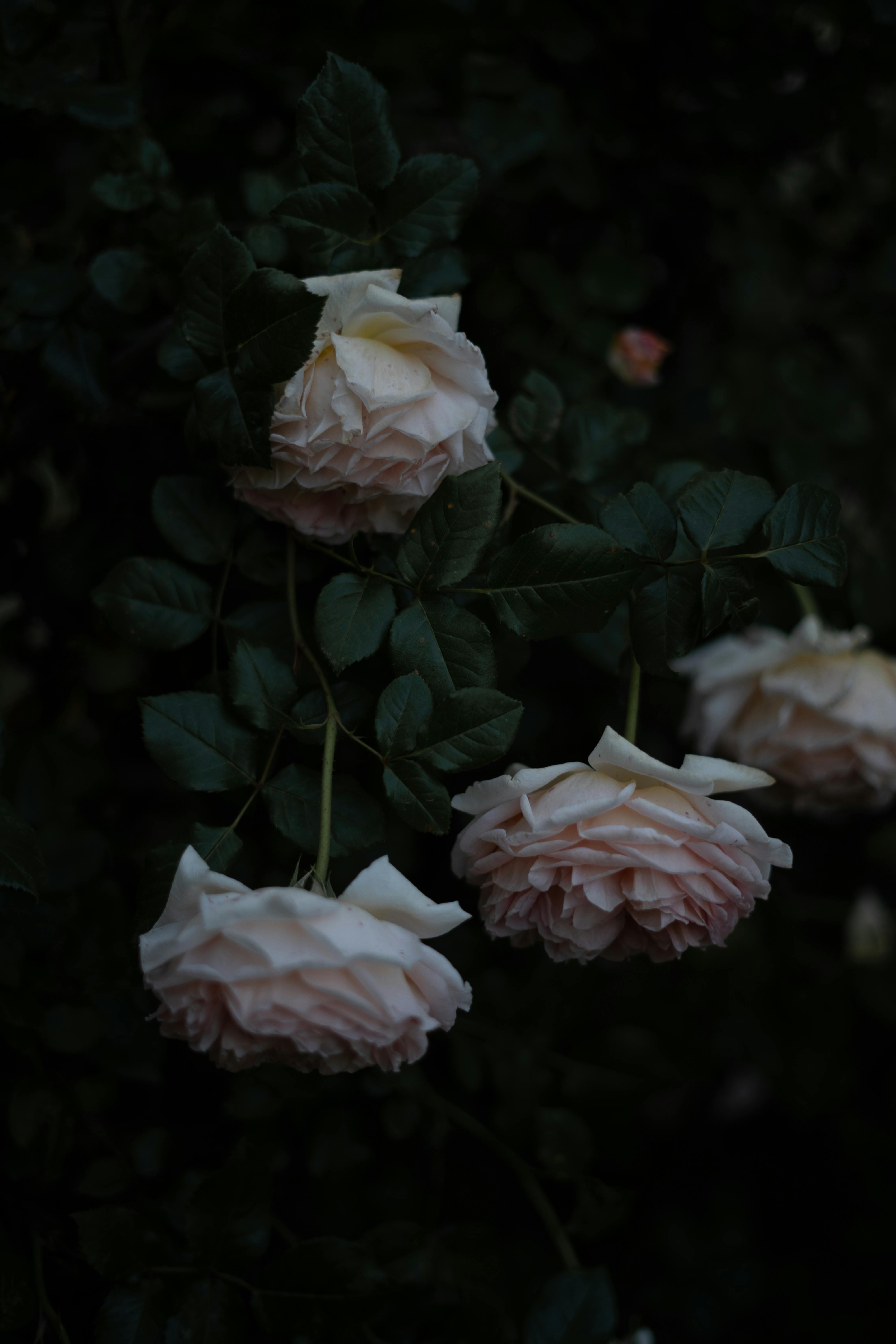 Aesthetic Roses Photos, Download The BEST Free Aesthetic Roses Stock ...