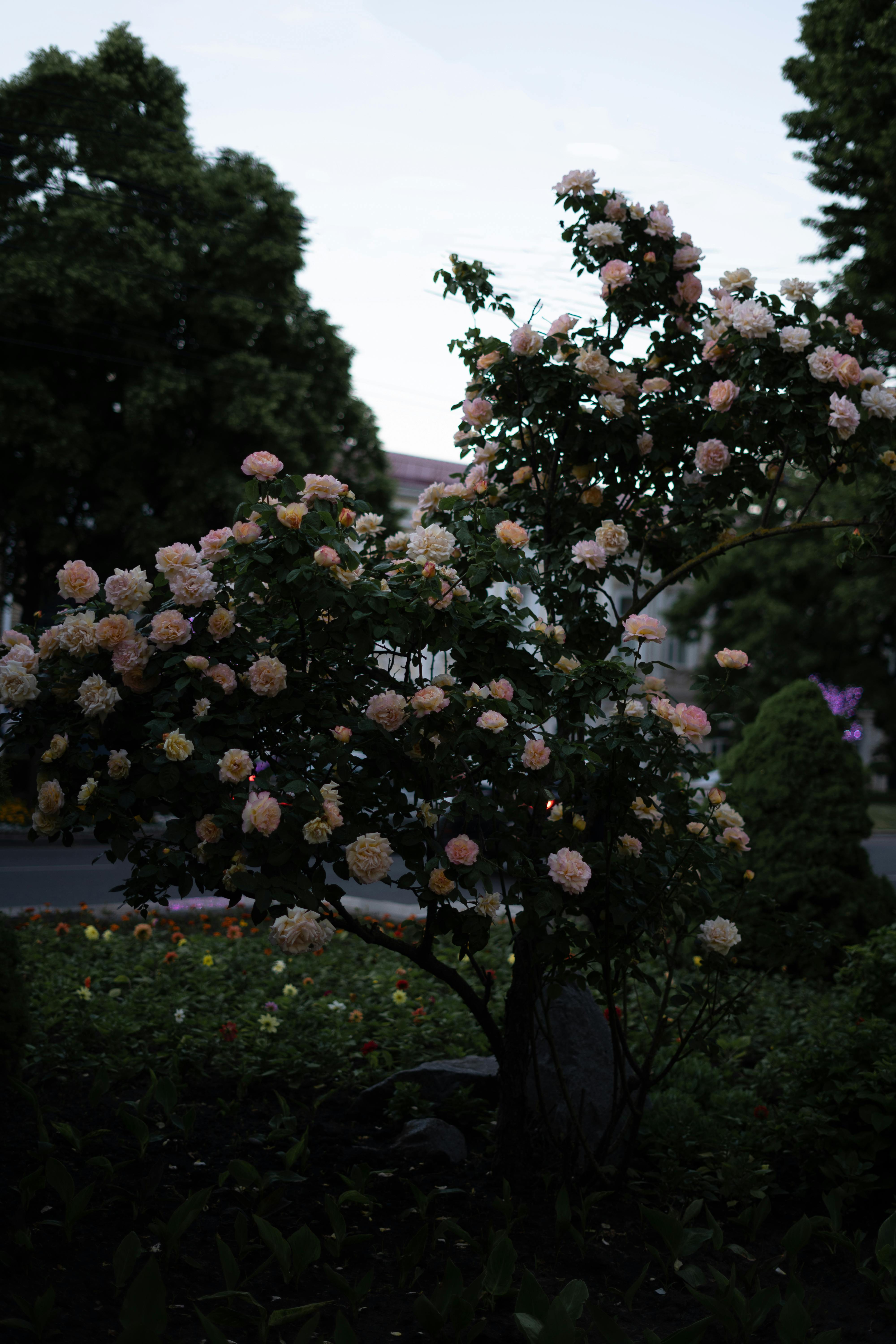 Pink Rose Plant · Free Stock Photo