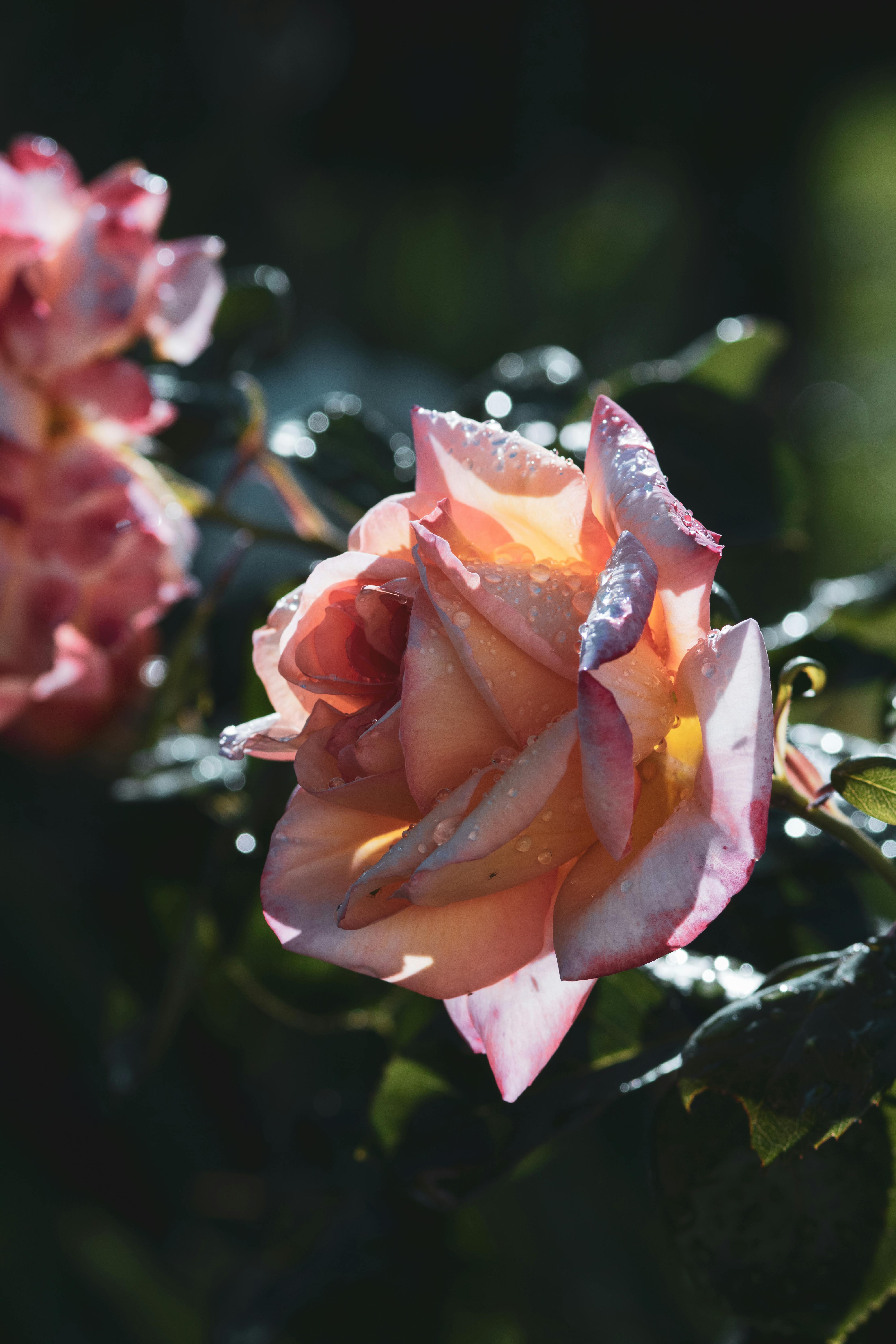 A Rose with Dewdrops · Free Stock Photo