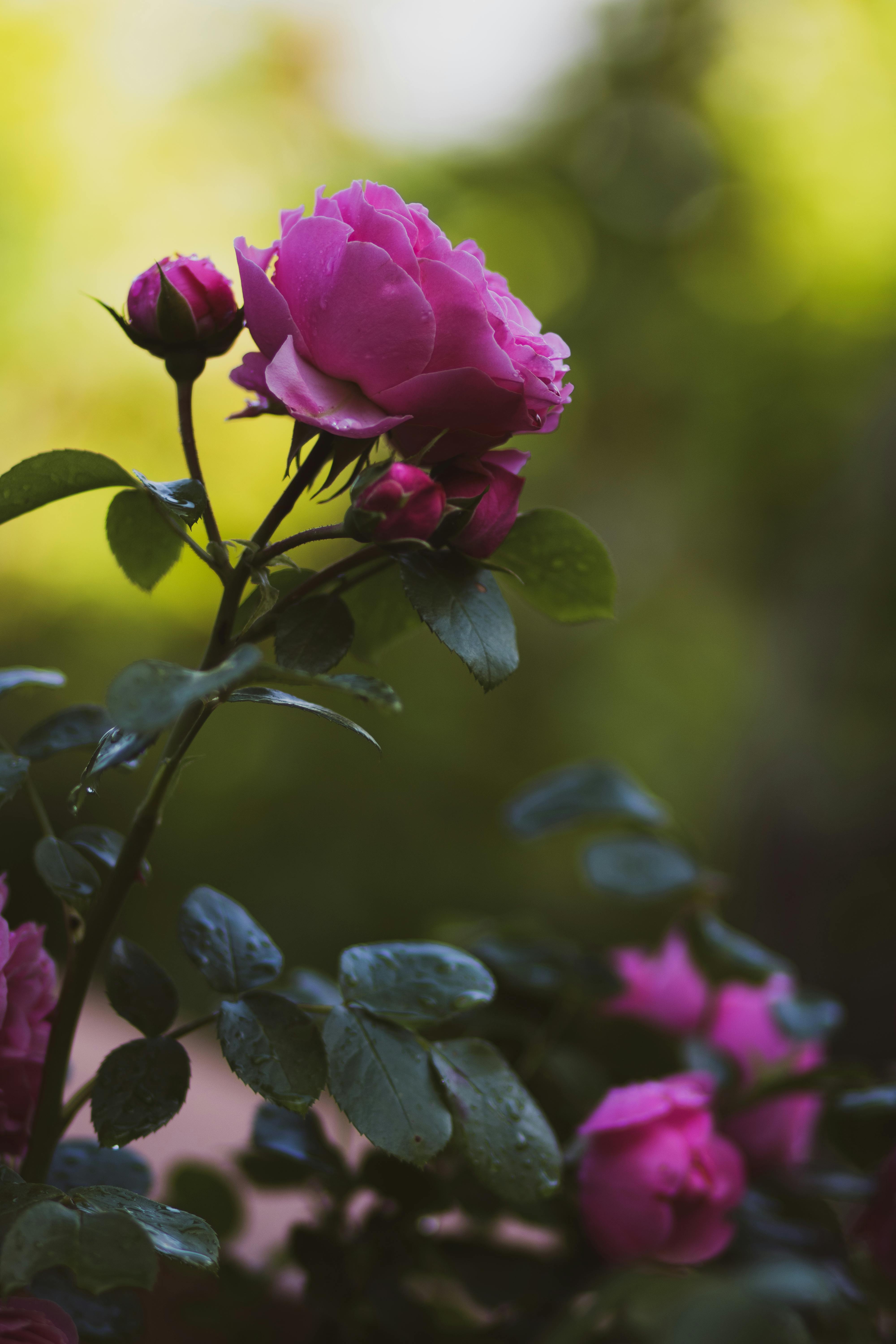 Beautiful Green Roses