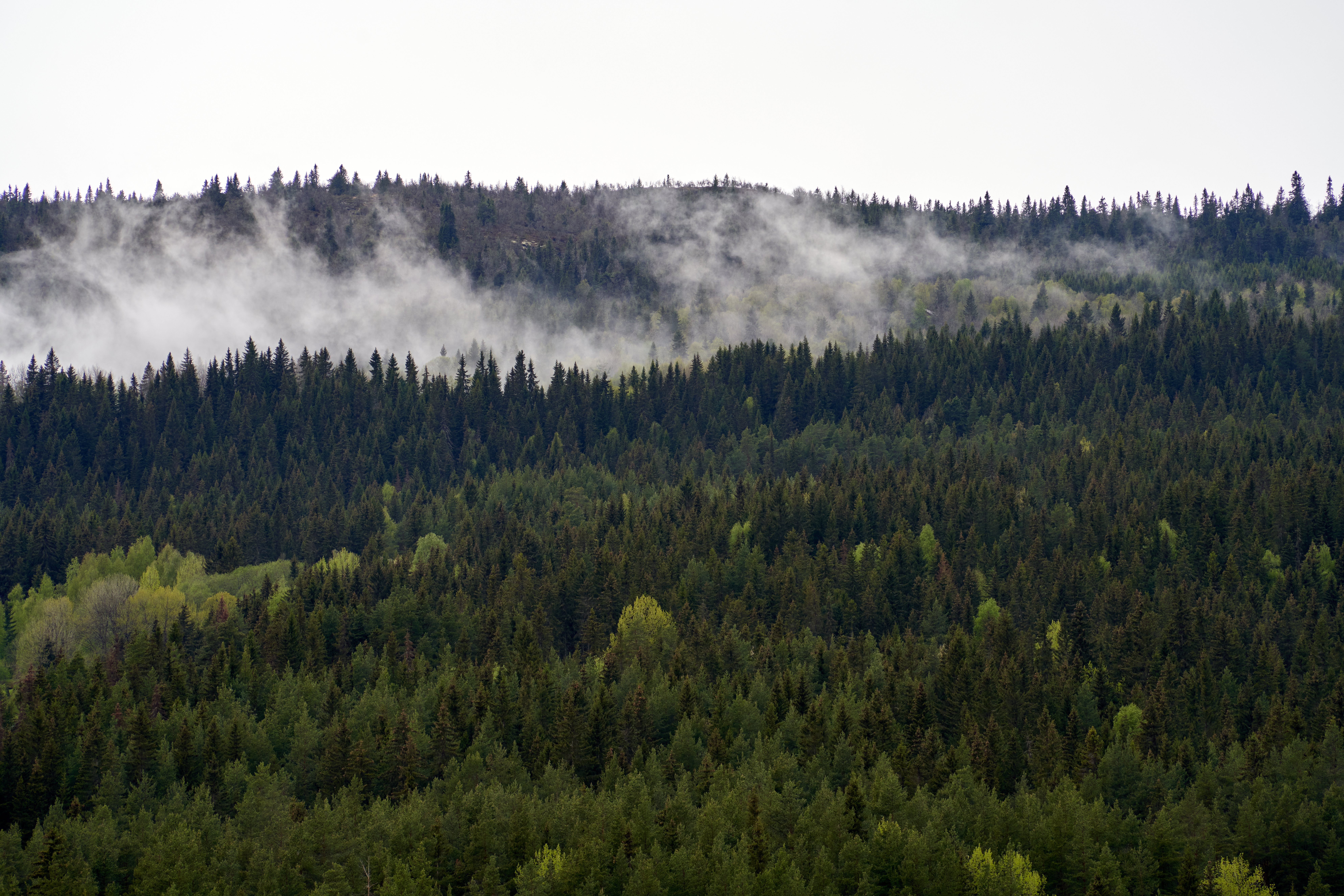A Fog in a Forest · Free Stock Photo
