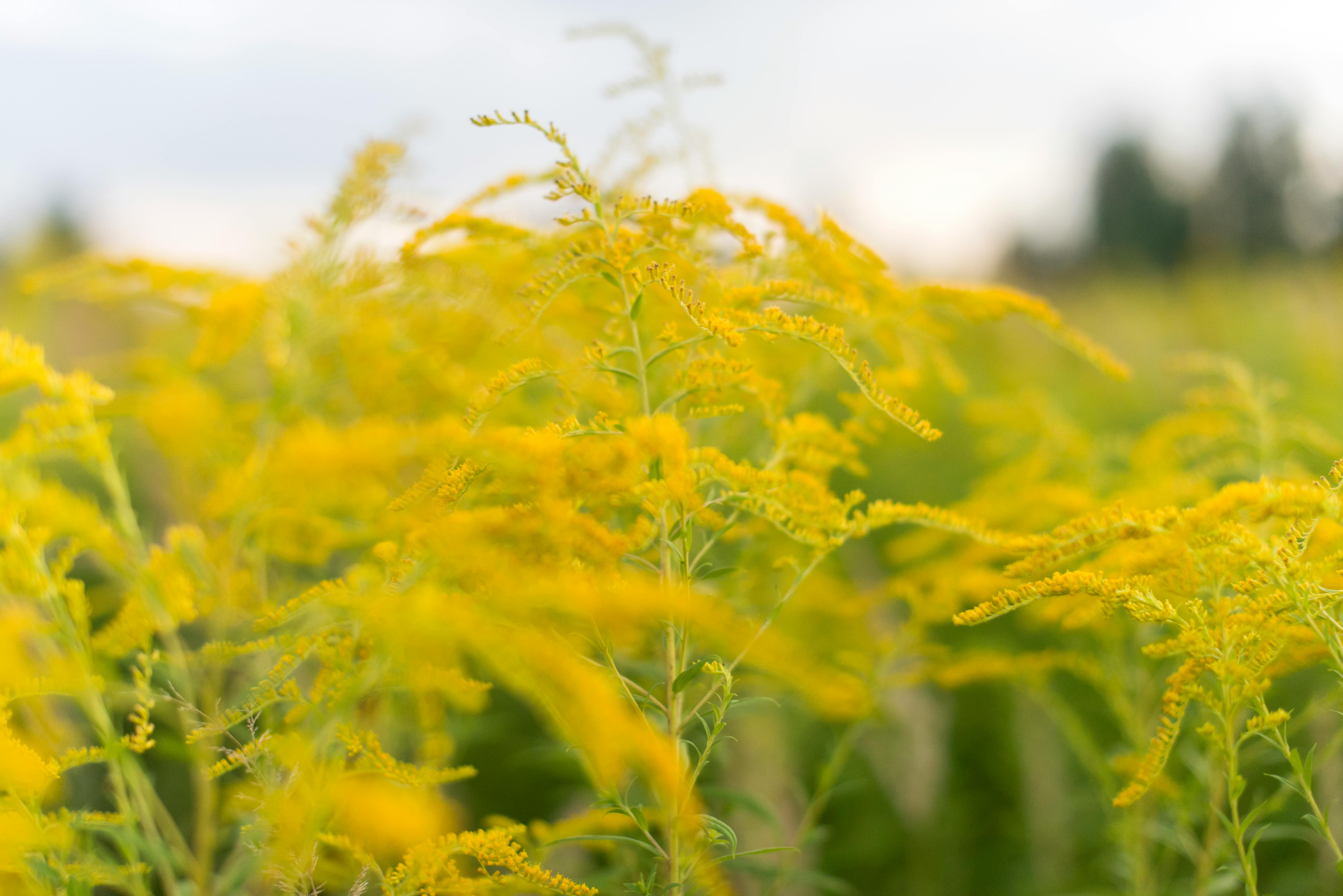 Canada Goldenrod Plant in Close-up Photography · Free Stock Photo