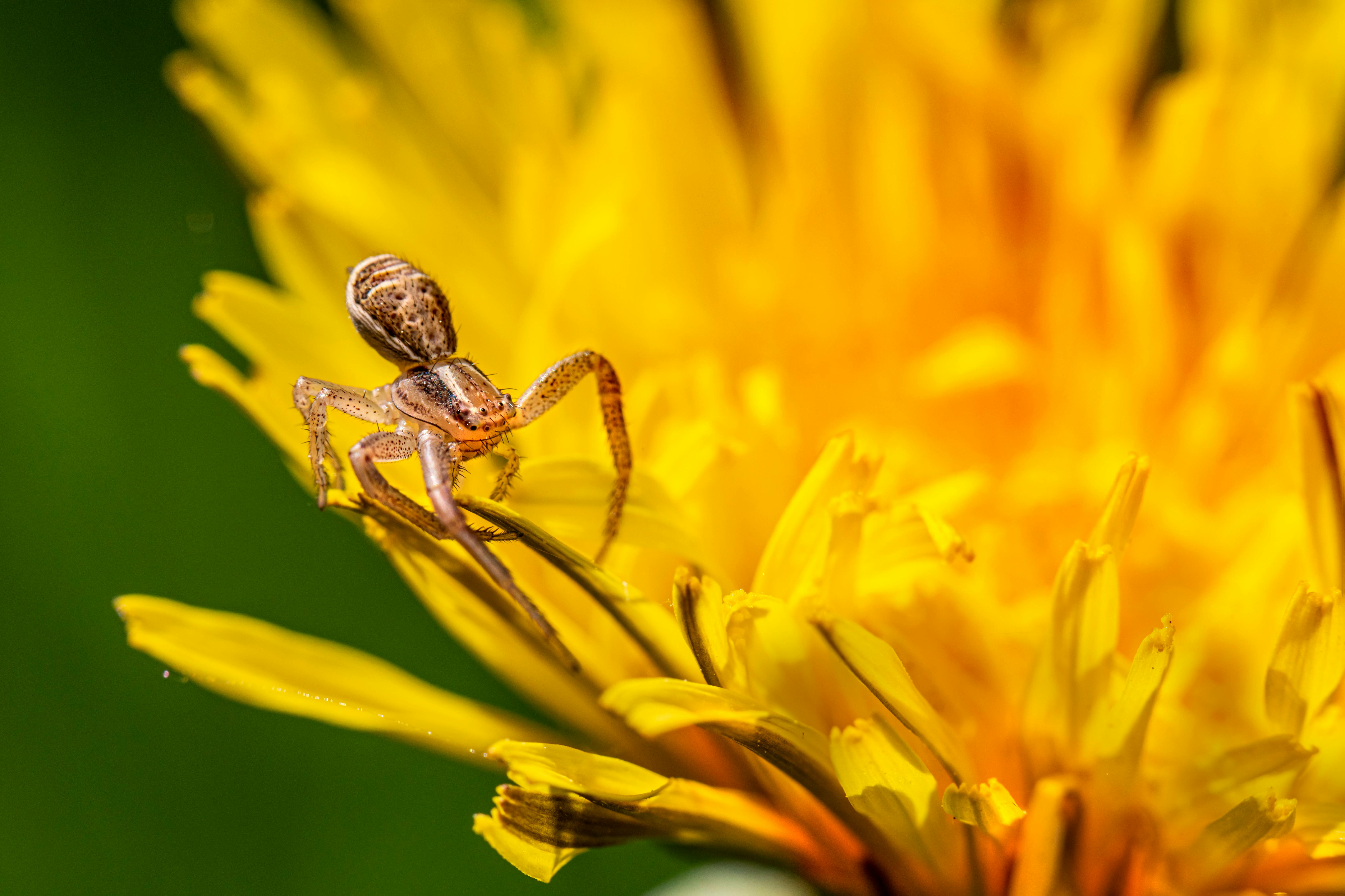 Close-Up Shot of a Spider on a Flower · Free Stock Photo