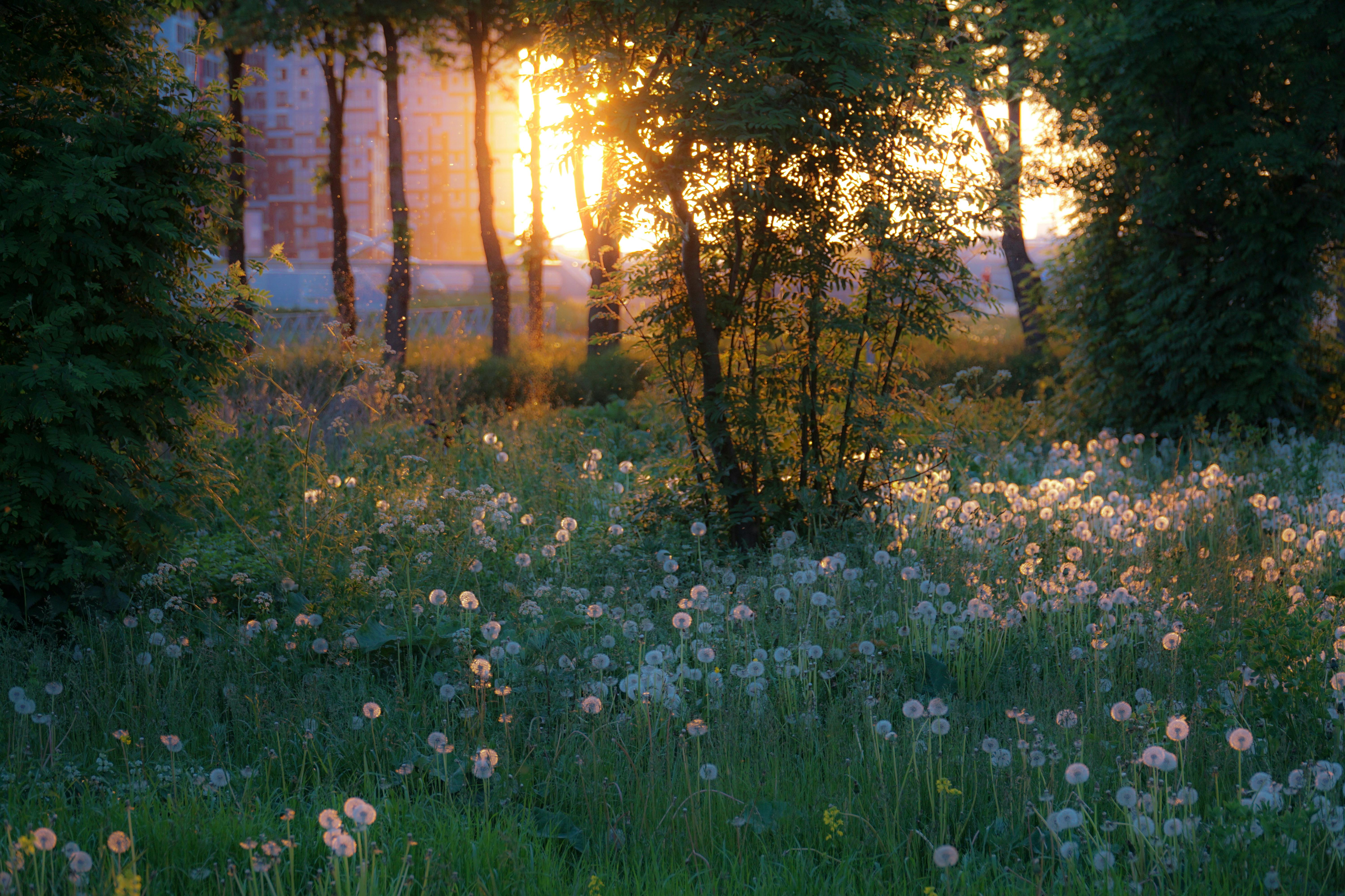 White Flower Field Near Tall Trees During Sunset · Free Stock Photo