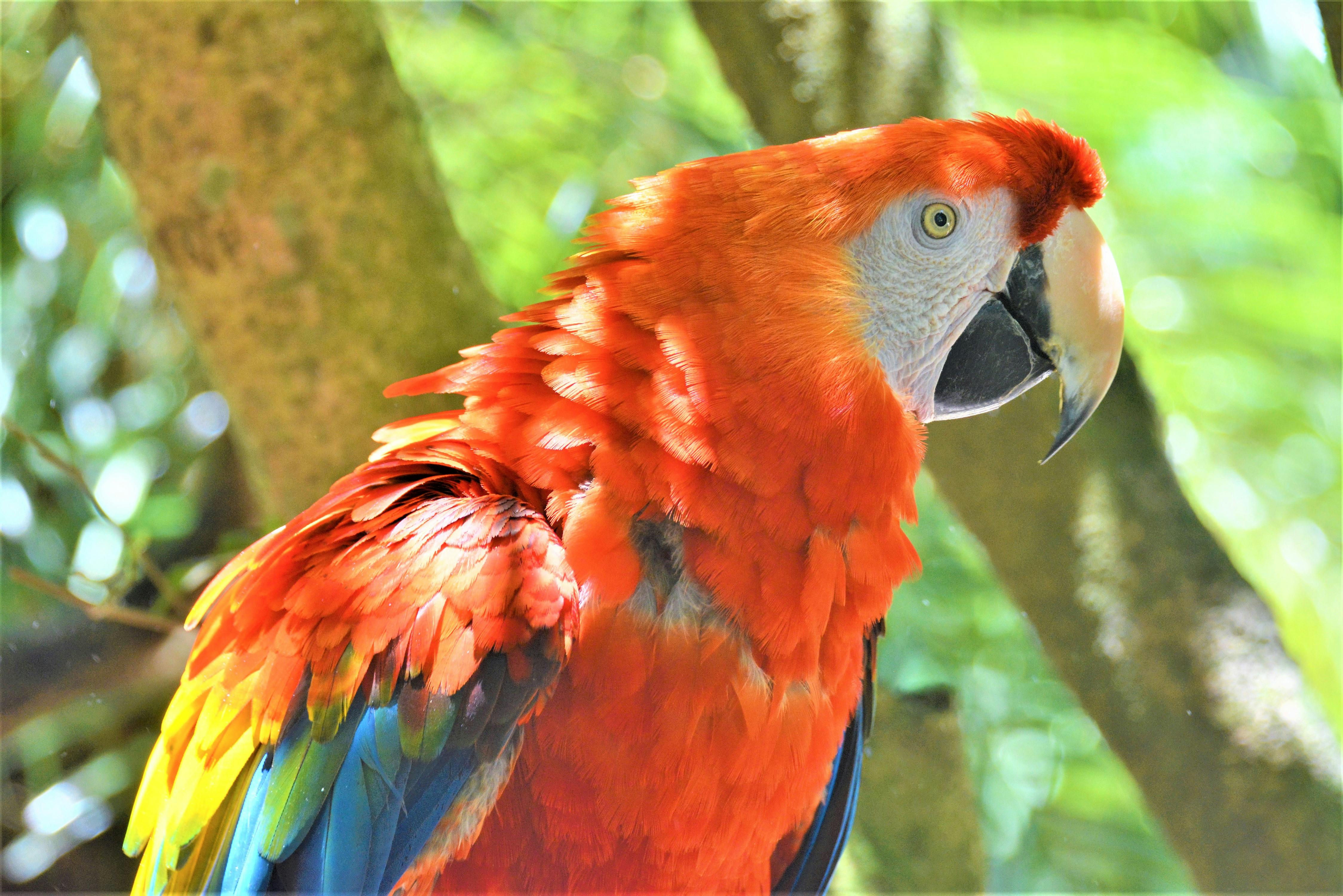 Macaw Bird in Close Up Photography · Free Stock Photo