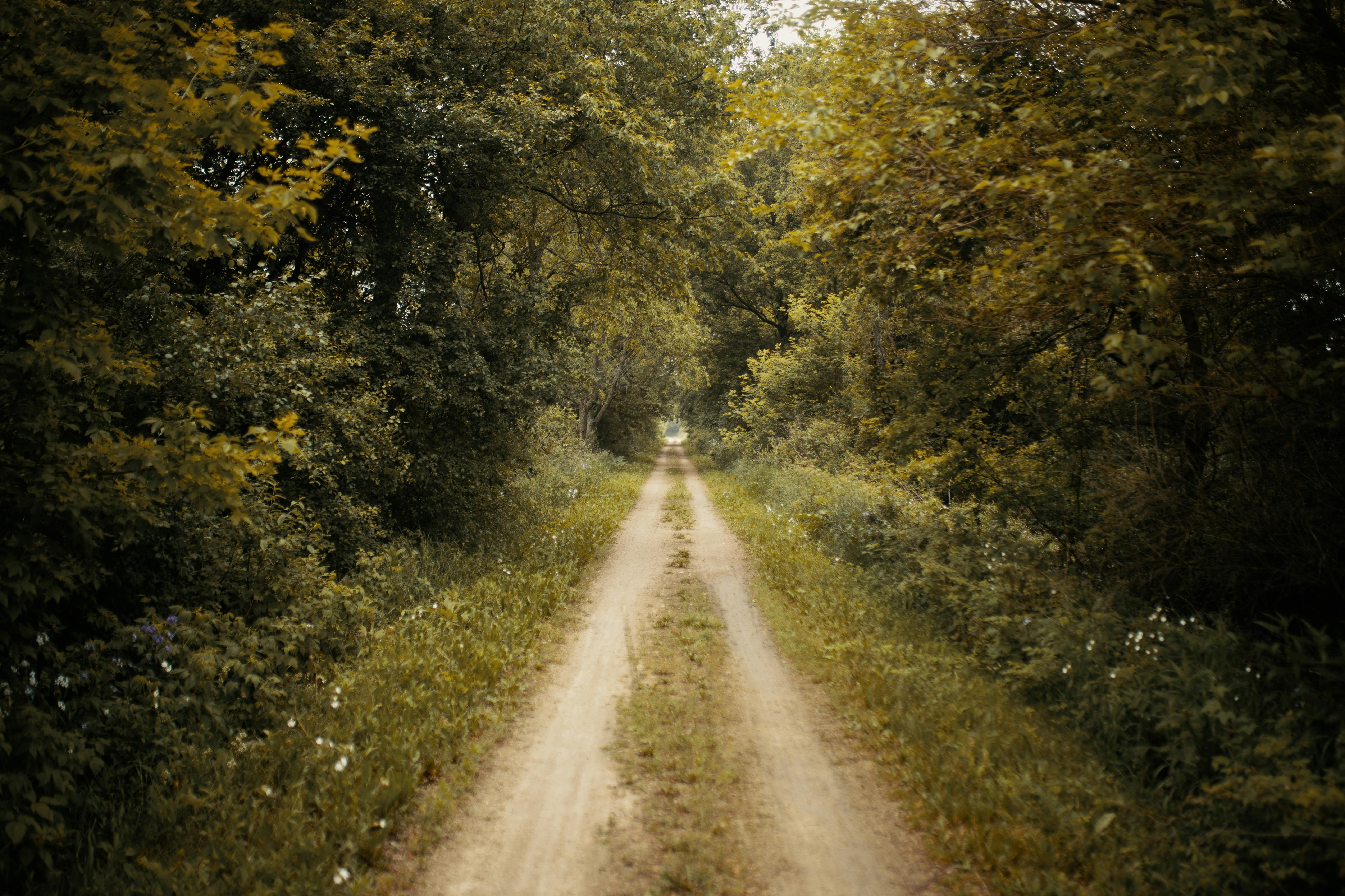 Orr Road Across the Forest · Free Stock Photo