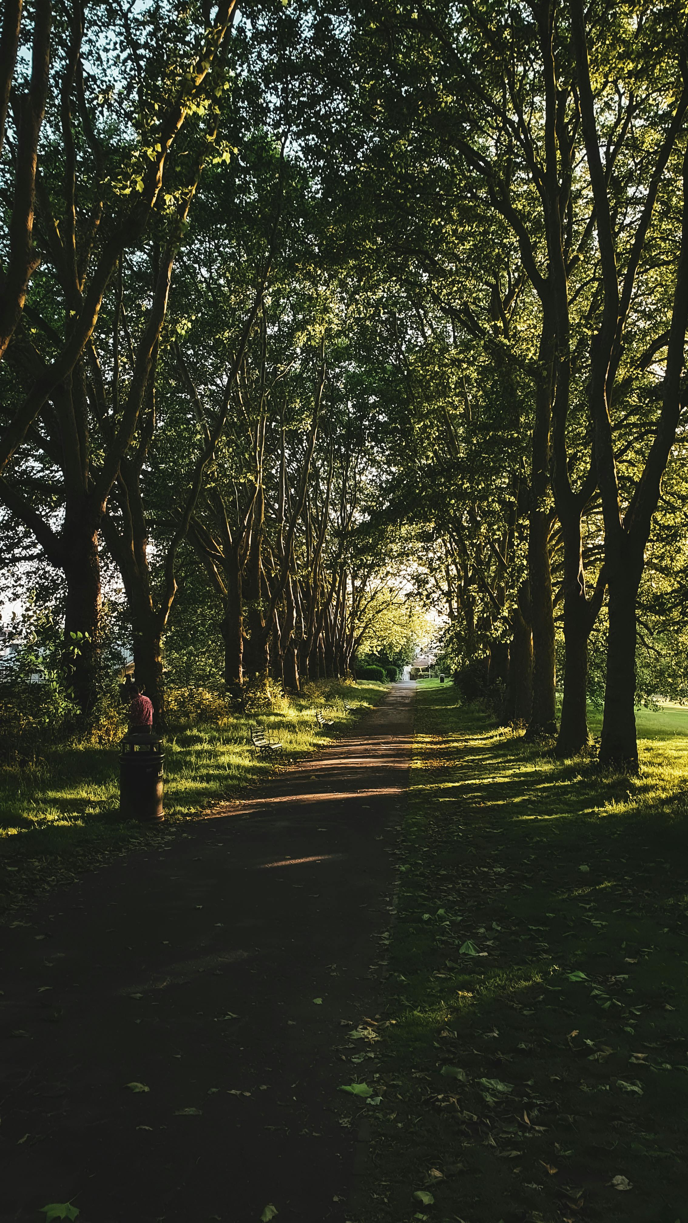 Narrow pathway in tropical jungle in summer · Free Stock Photo