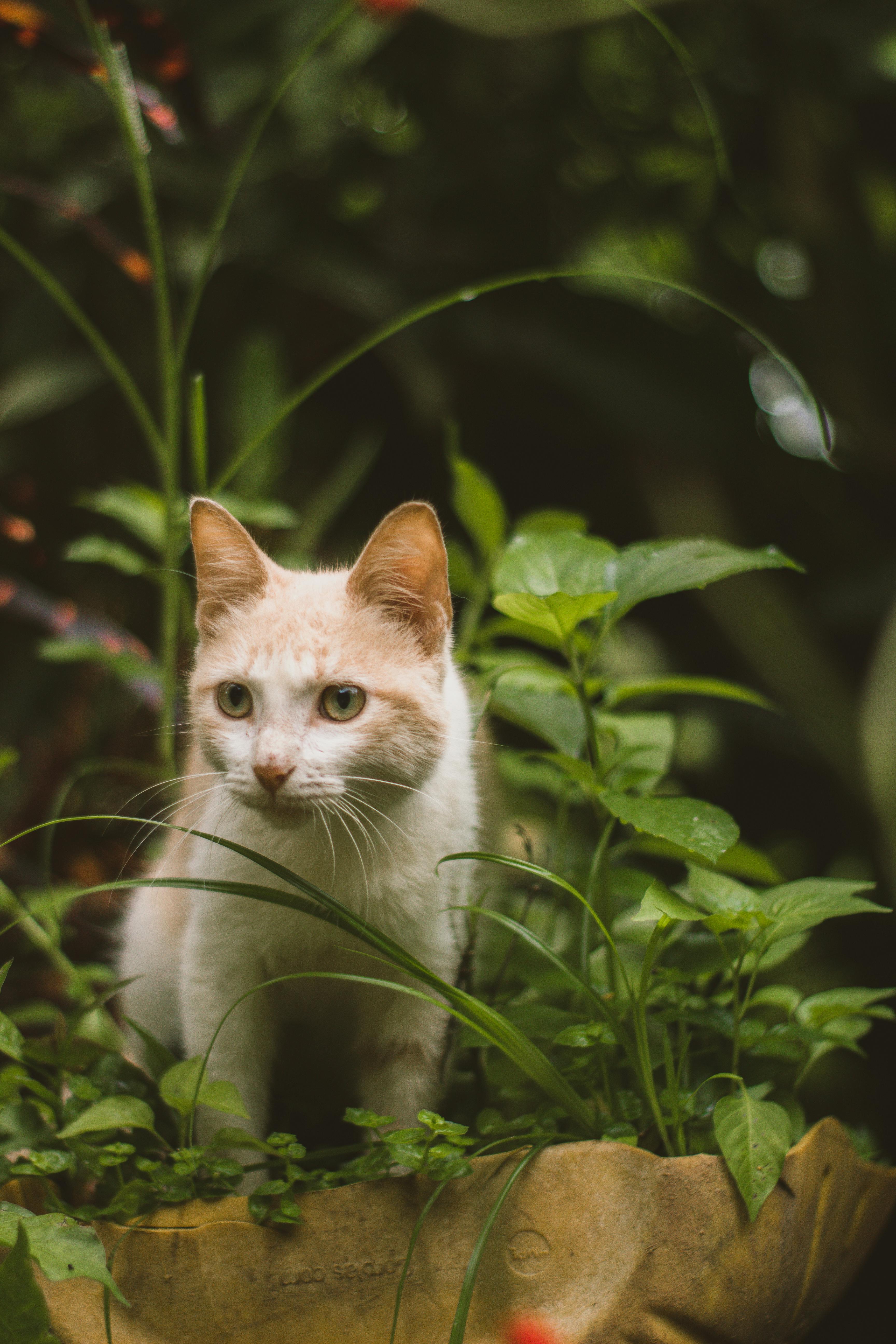 Michis Photos, Download Free Michis Stock Photos & HD Images