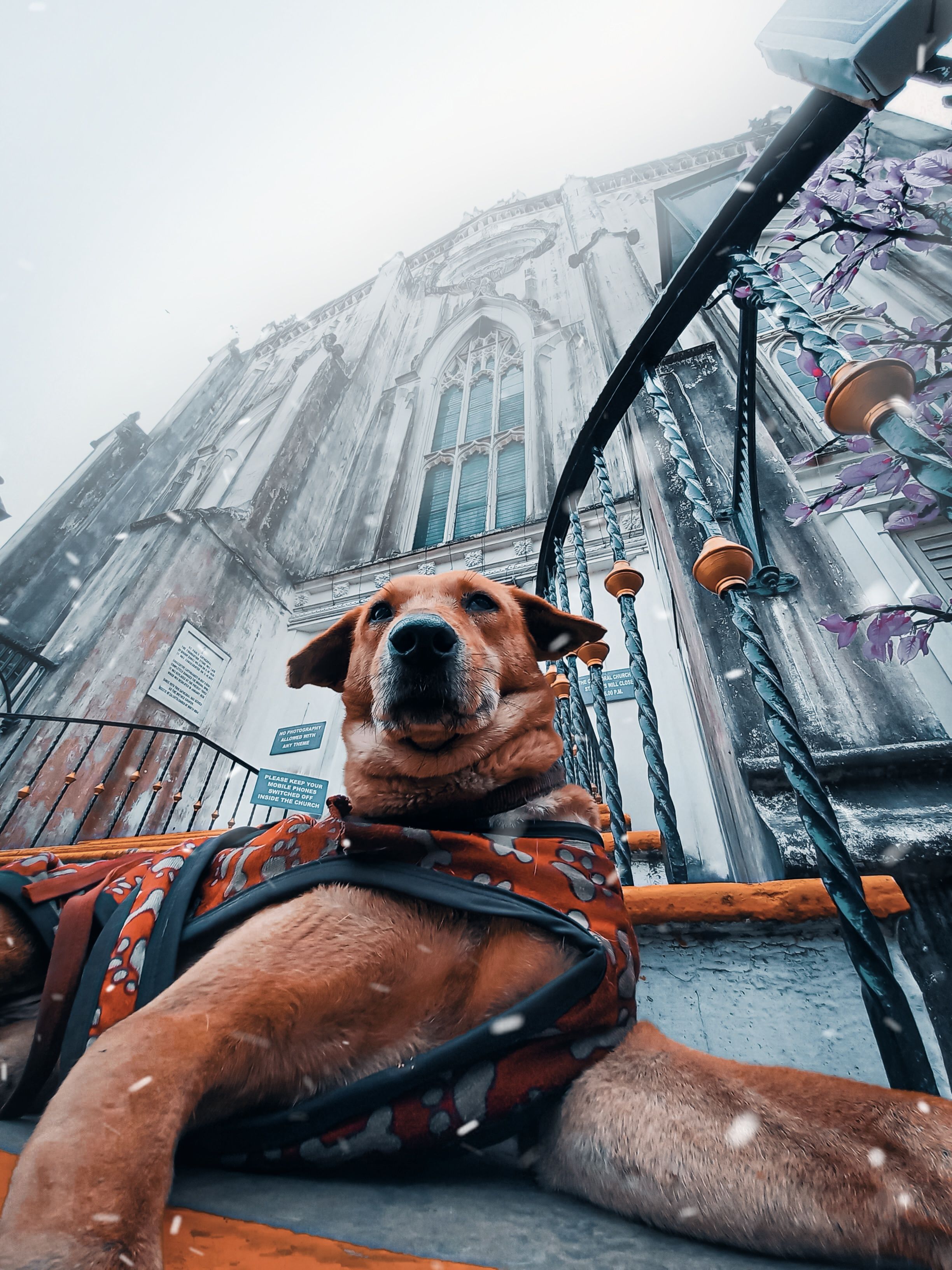 Close-up Shot of a Dog in Front of a Church · Free Stock Photo