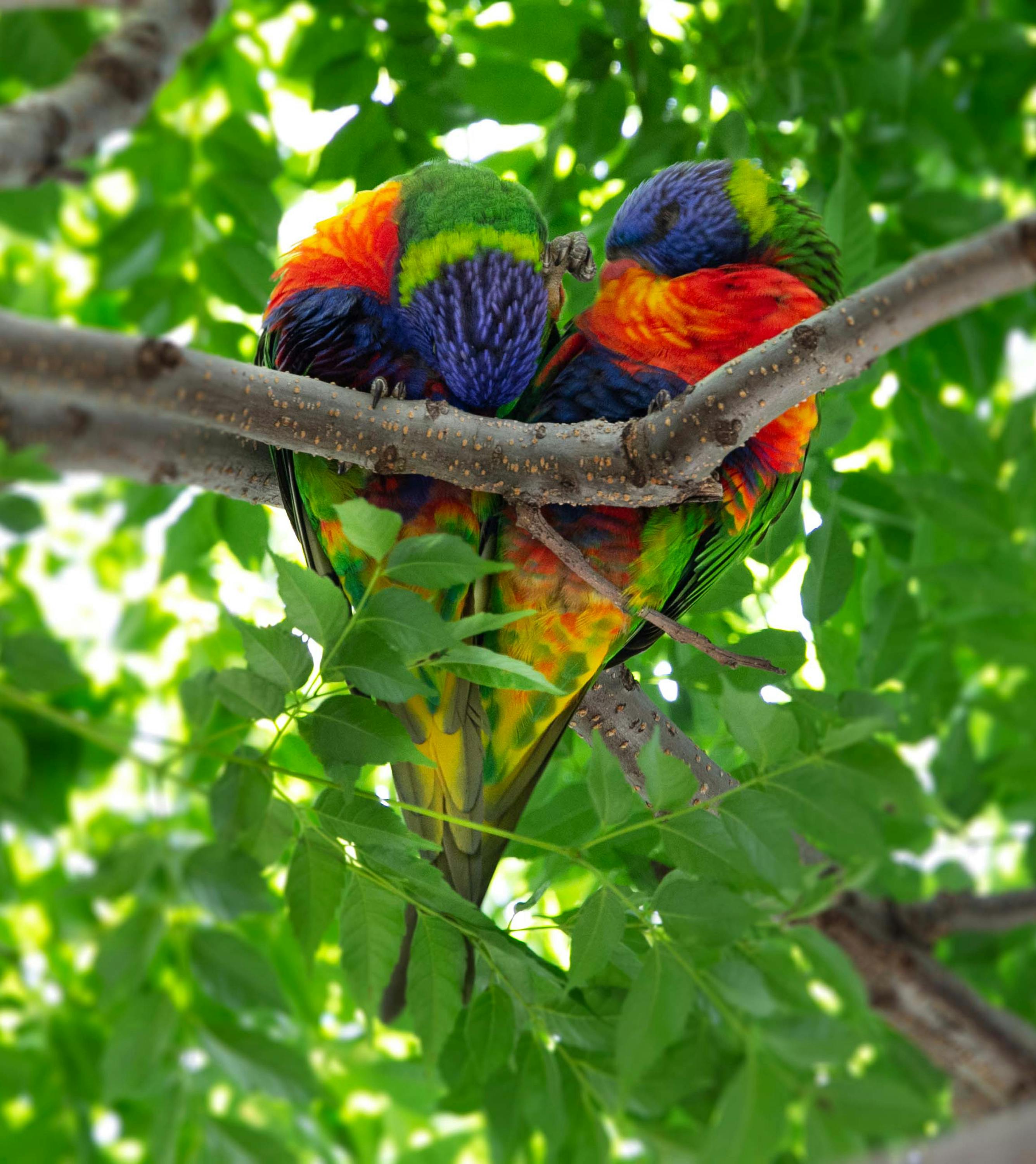Achini Kobbakaduwa - Photography