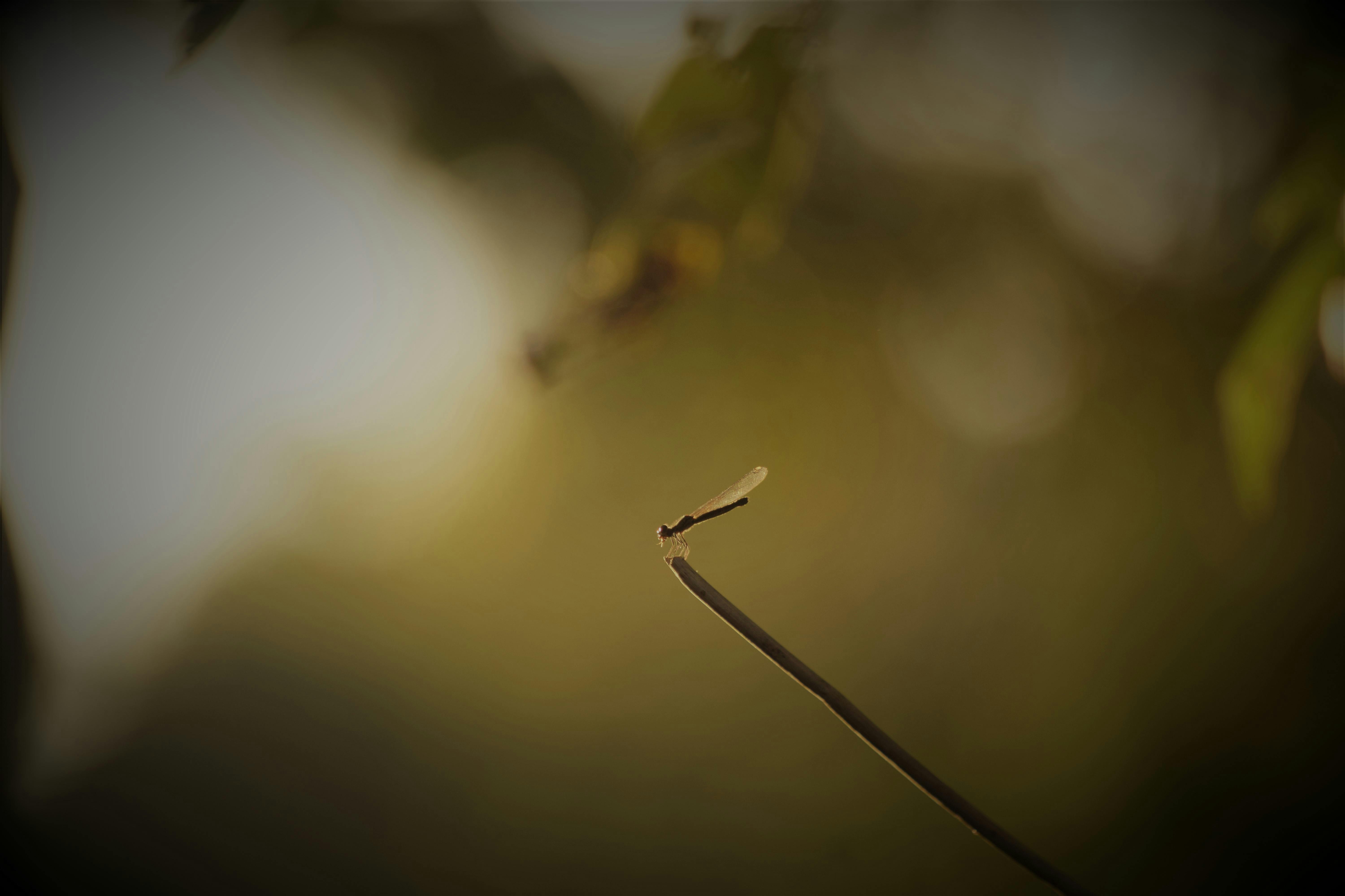 Shoukath Ali Kalarikkandy - 사진