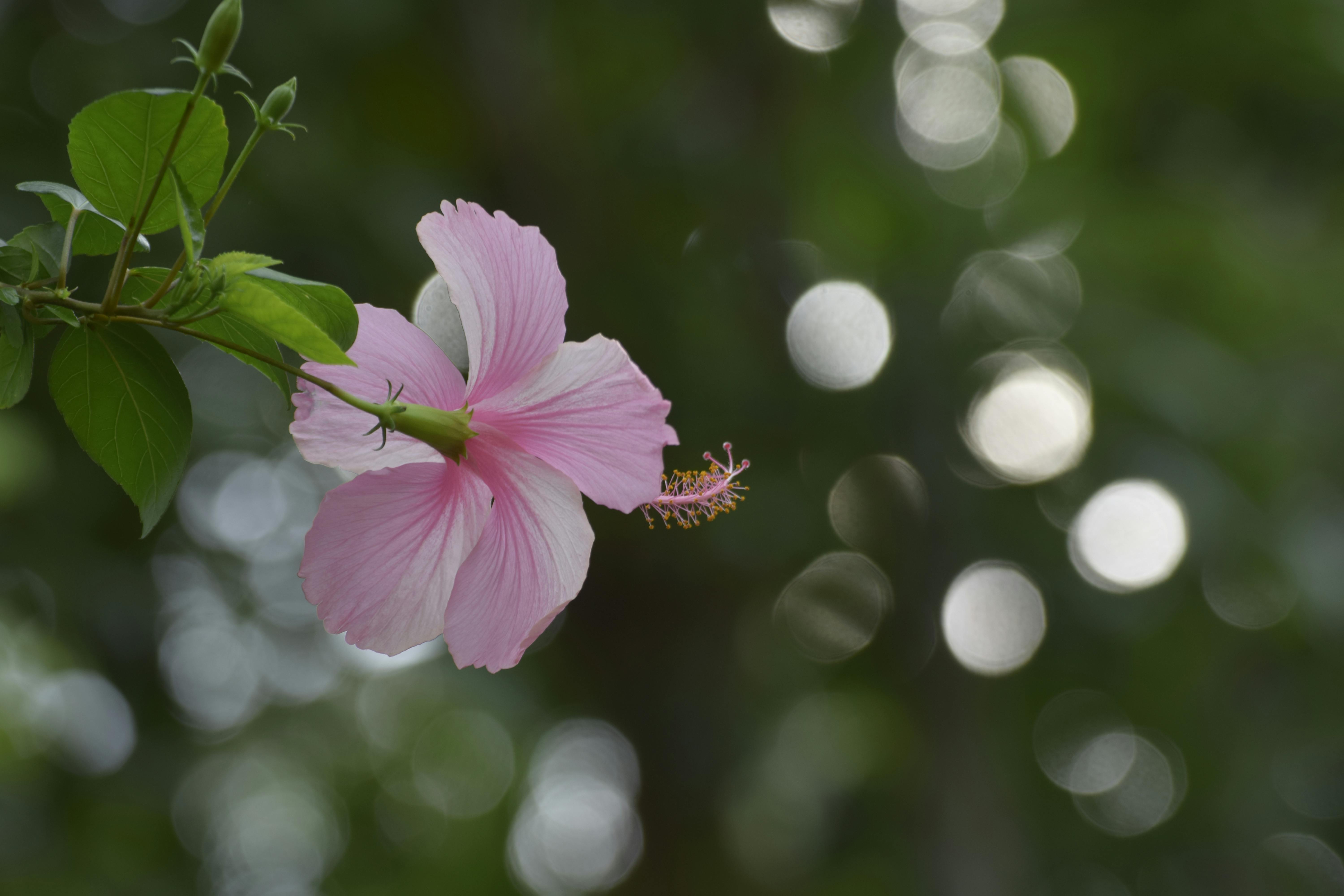 Shoukath Ali Kalarikkandy - 摄影