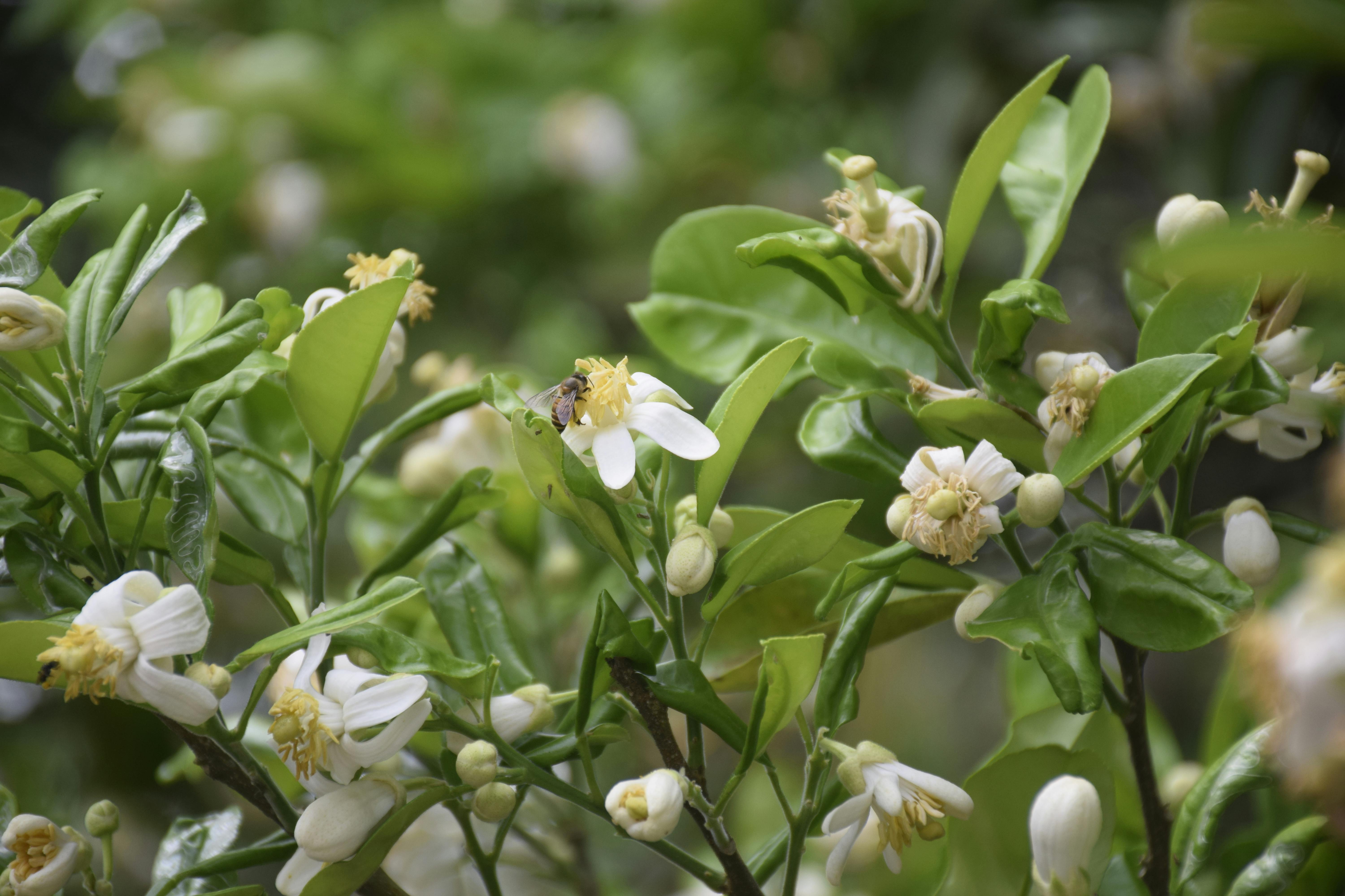 Shoukath Ali Kalarikkandy - 写真