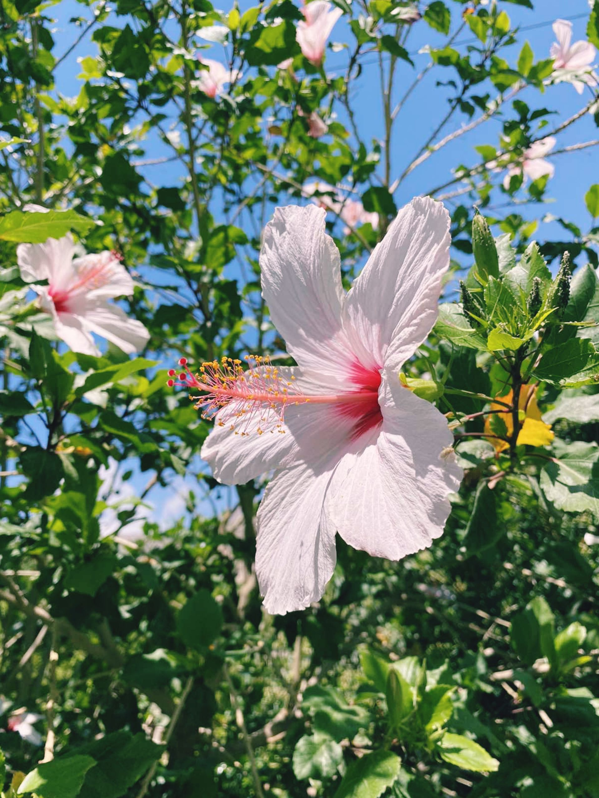 Close-Up Shot of a Hibiscus Flower · Free Stock Photo