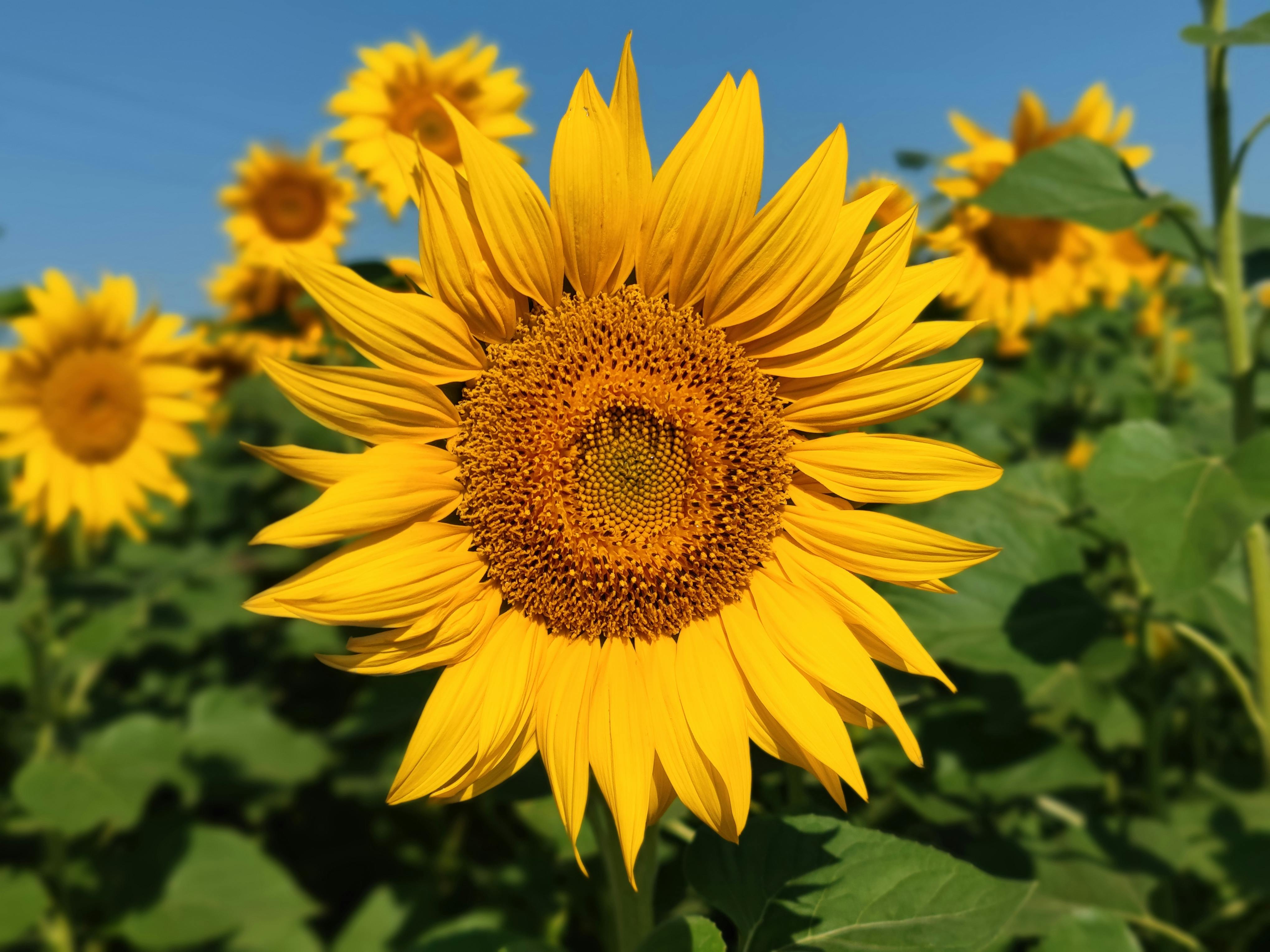 Blooming Sunflower During Daytime · Free Stock Photo