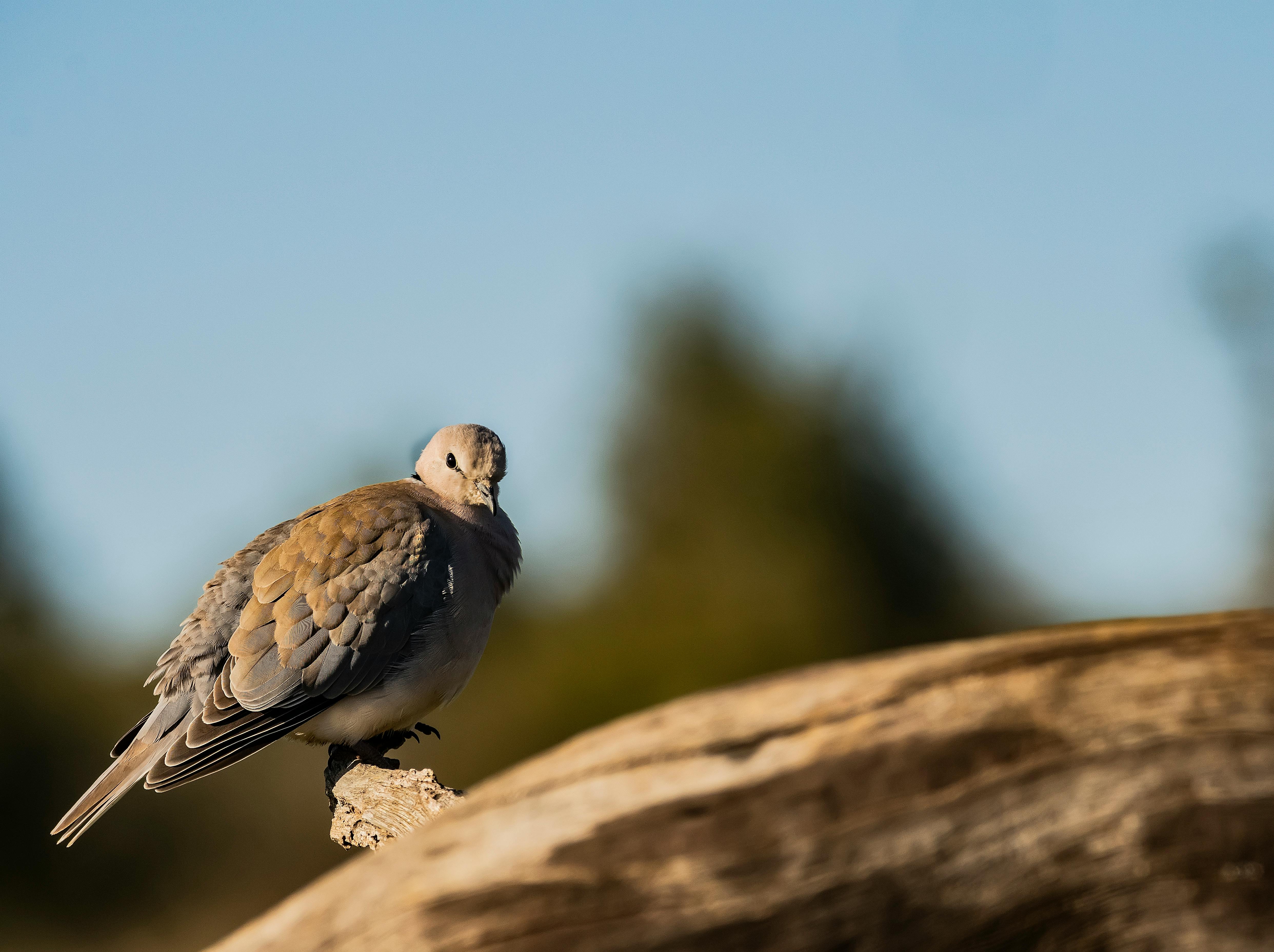 Eurasian Collared Dove Perched on a Wood · Free Stock Photo