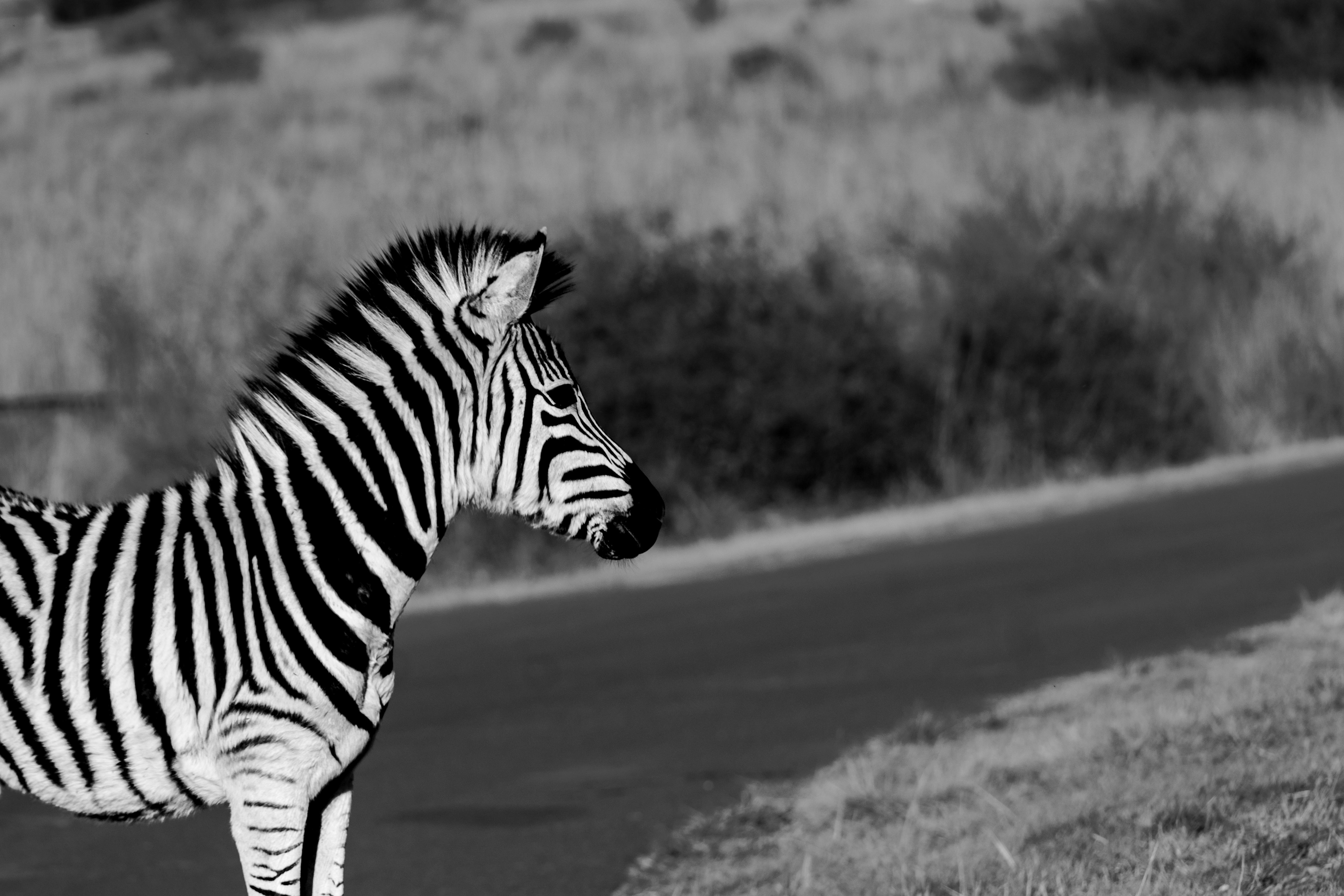 Grayscale Photography of a Zebra Standing on a Walkway · Free Stock Photo