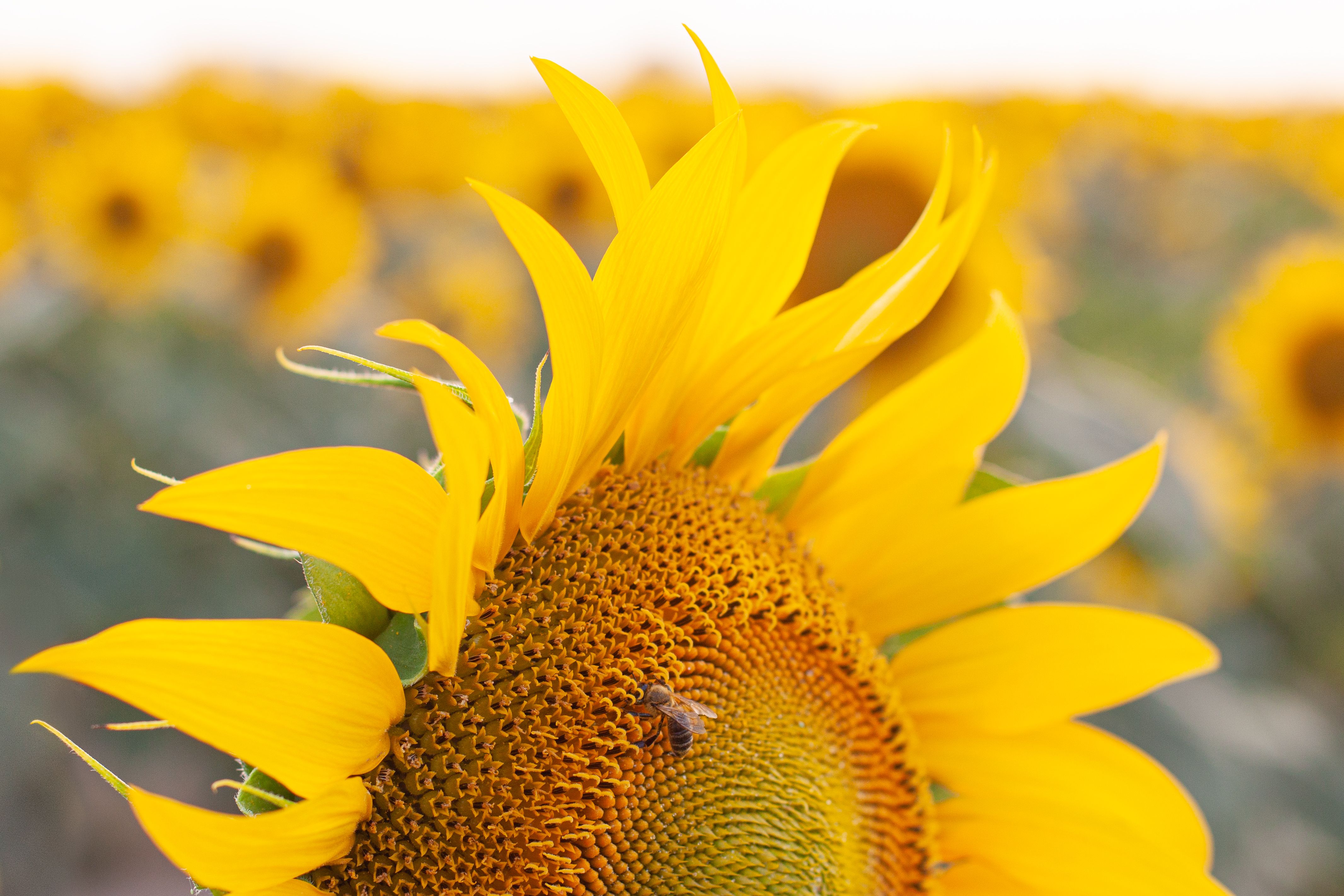 Close Up Photo of a Sunflower · Free Stock Photo
