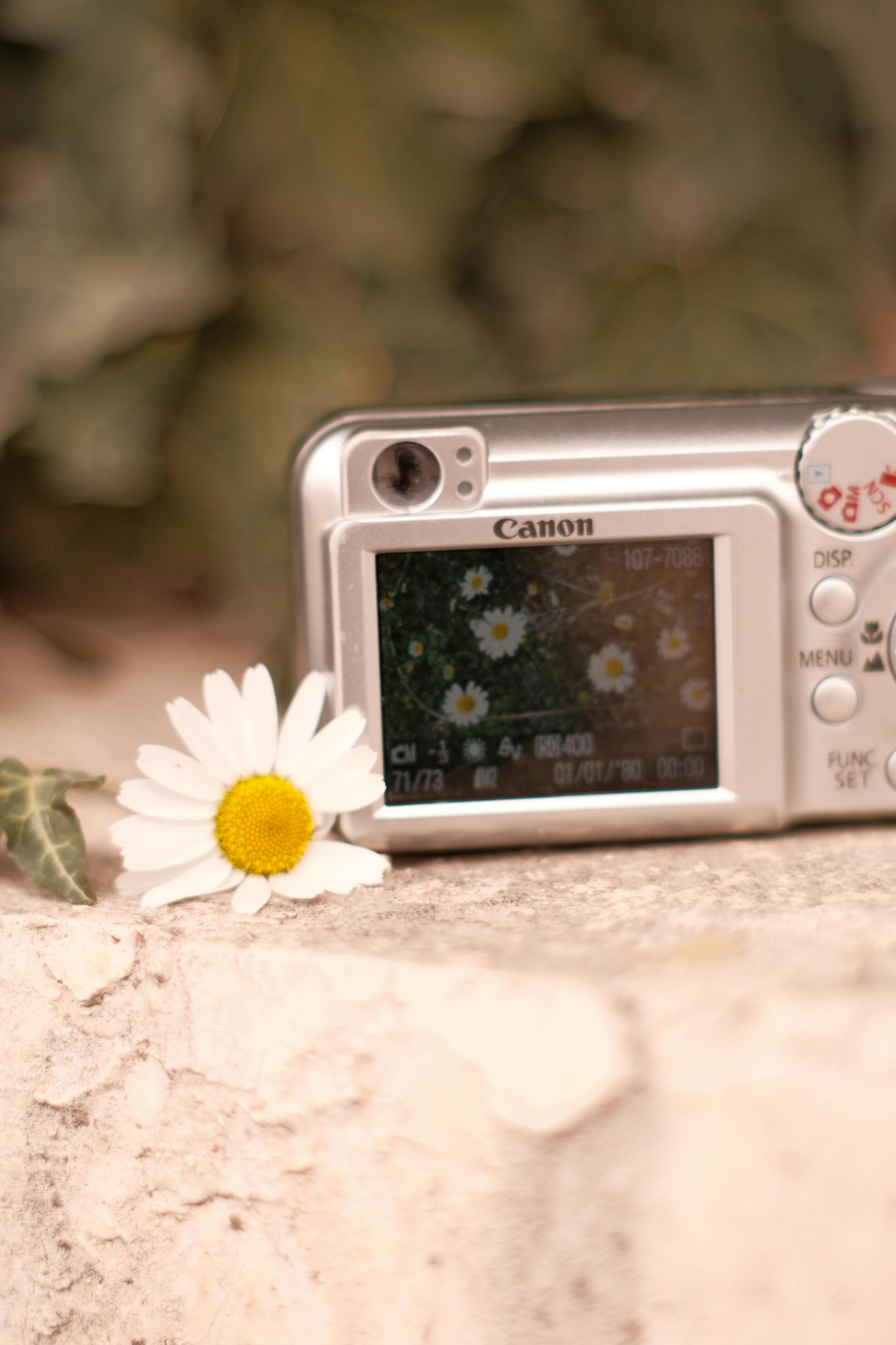 Flower Camera Photos, Download Free Flower Camera Stock Photos & HD Images