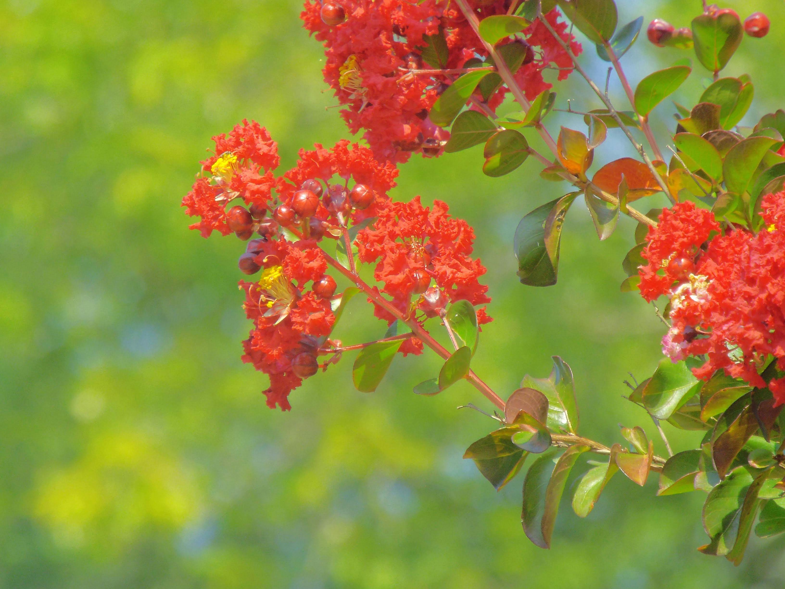 Kristopher Houston - 写真