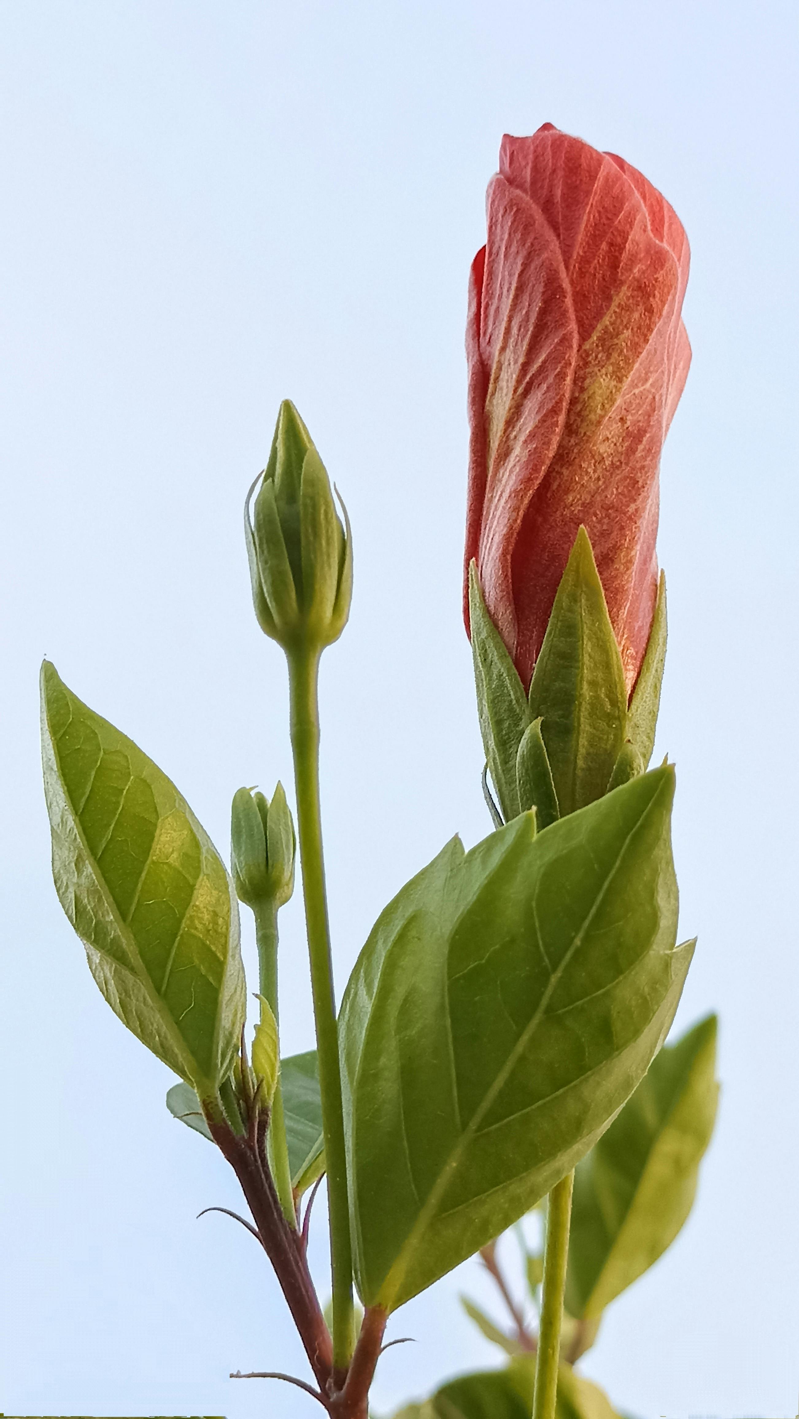 Close Up Photo of Flower · Free Stock Photo