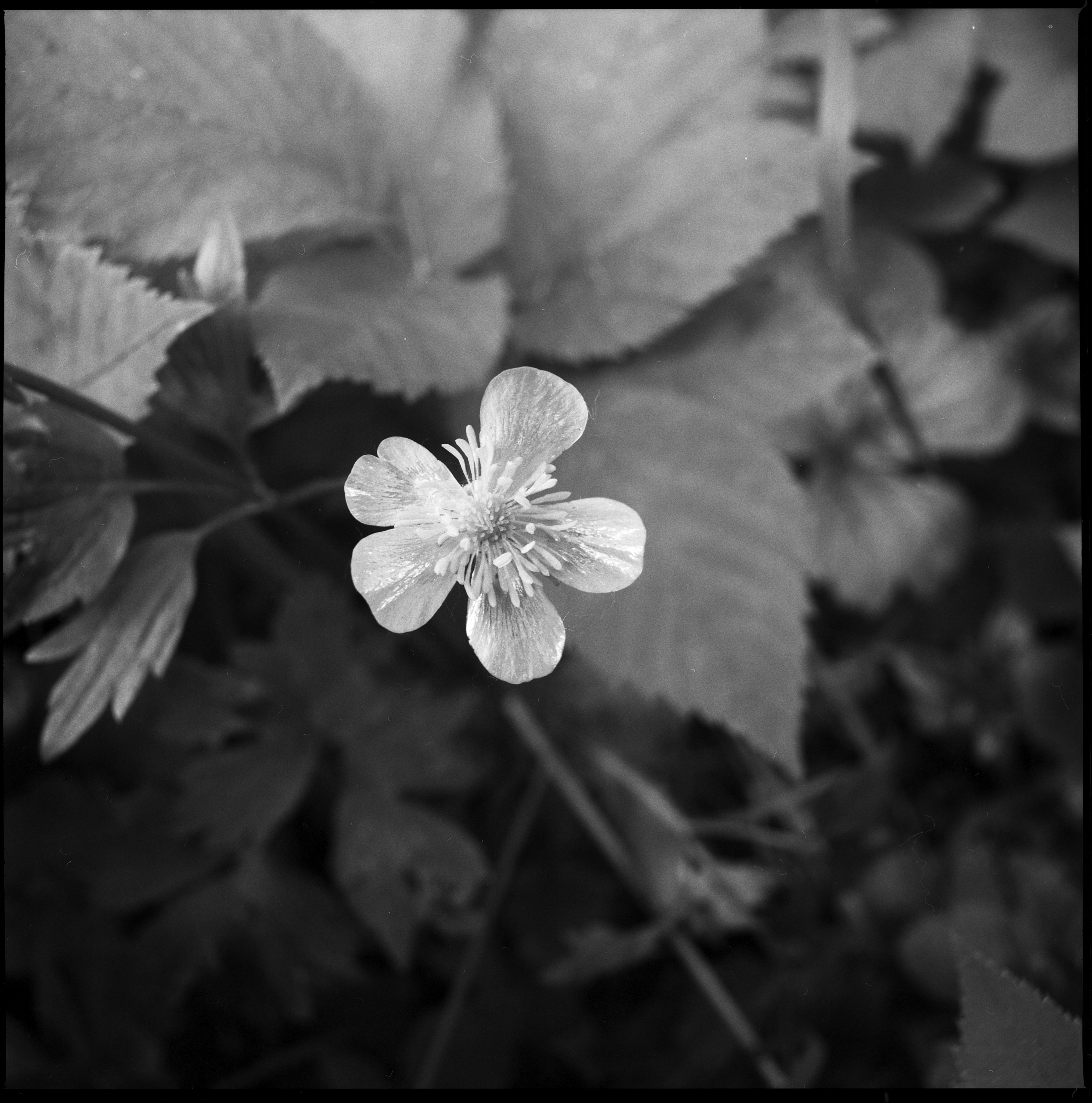 Grayscale Photo of a Flower · Free Stock Photo
