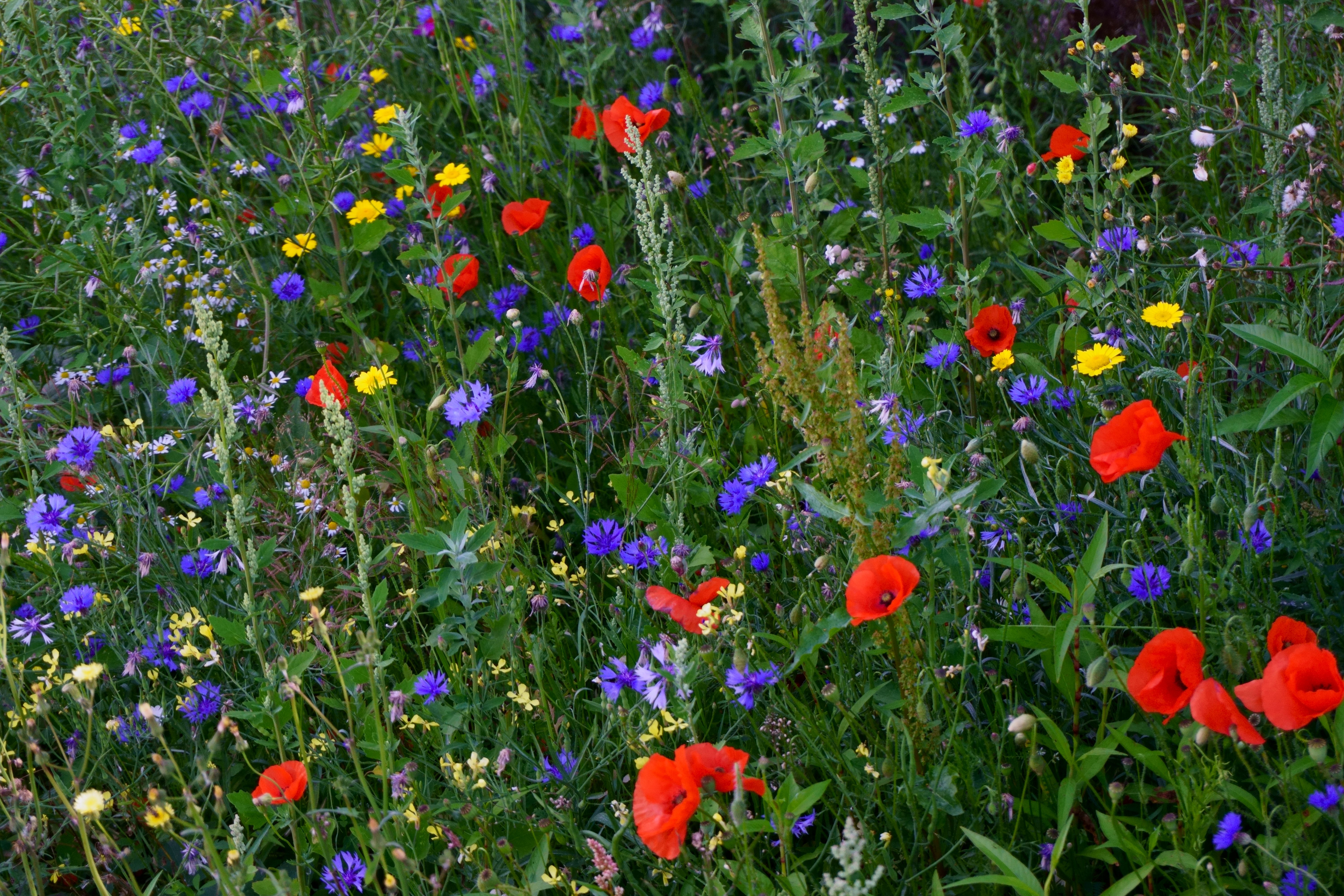 Close Up Shot of Flowers · Free Stock Photo