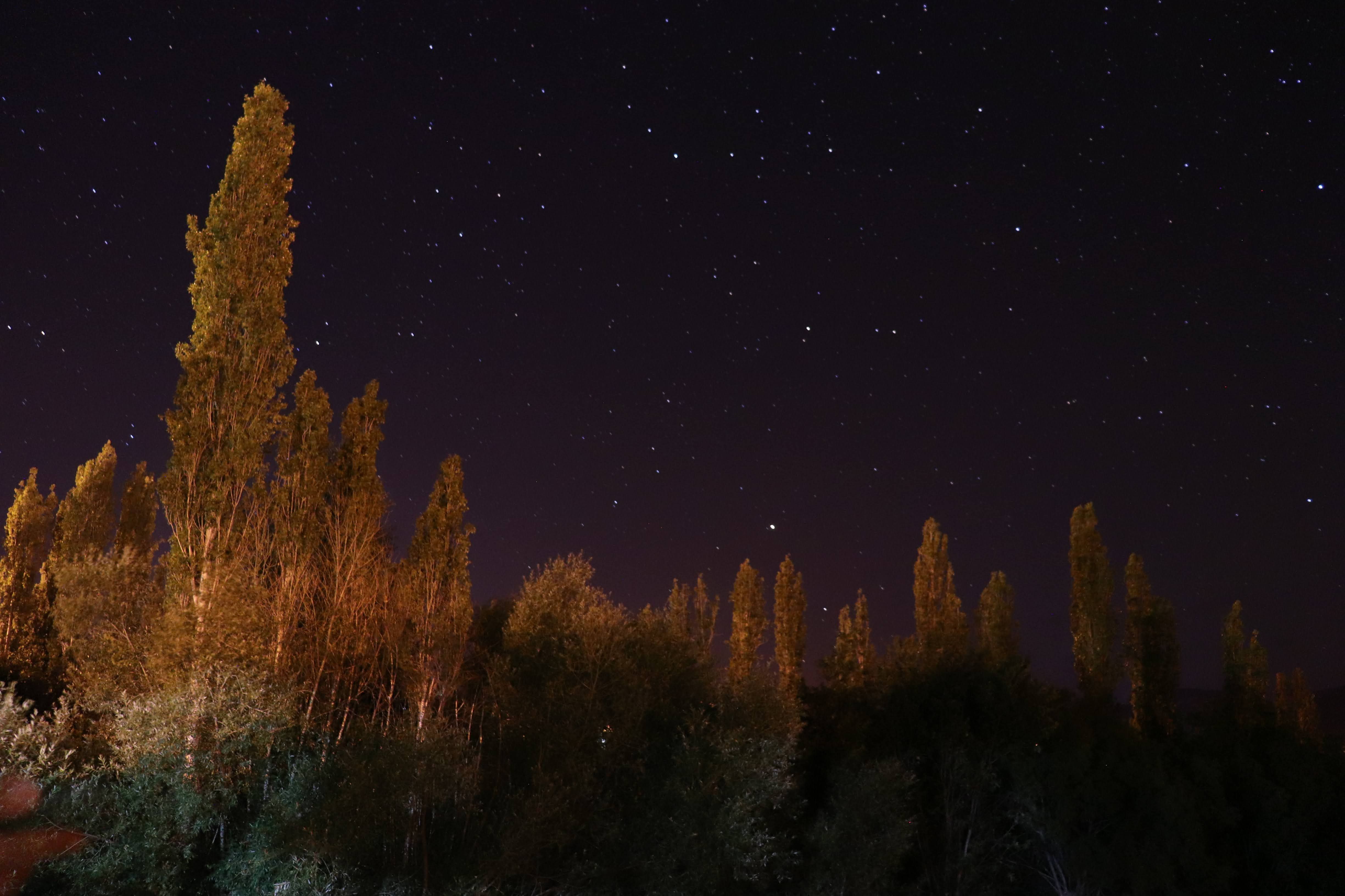 Green Trees during Night Time · Free Stock Photo