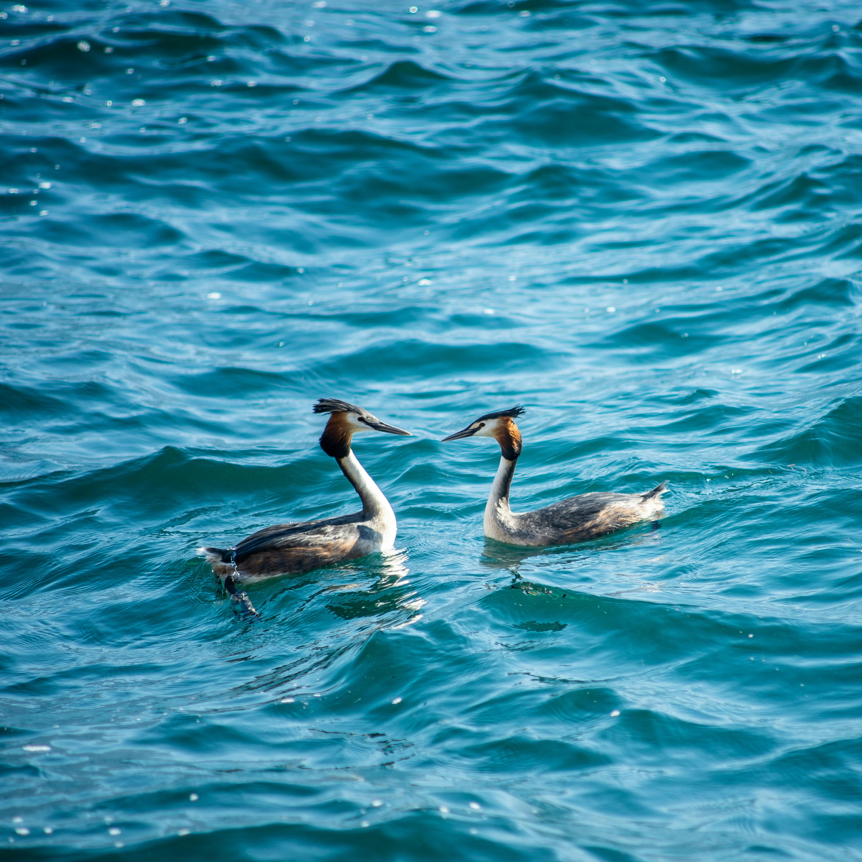 Birds on the Water · Free Stock Photo