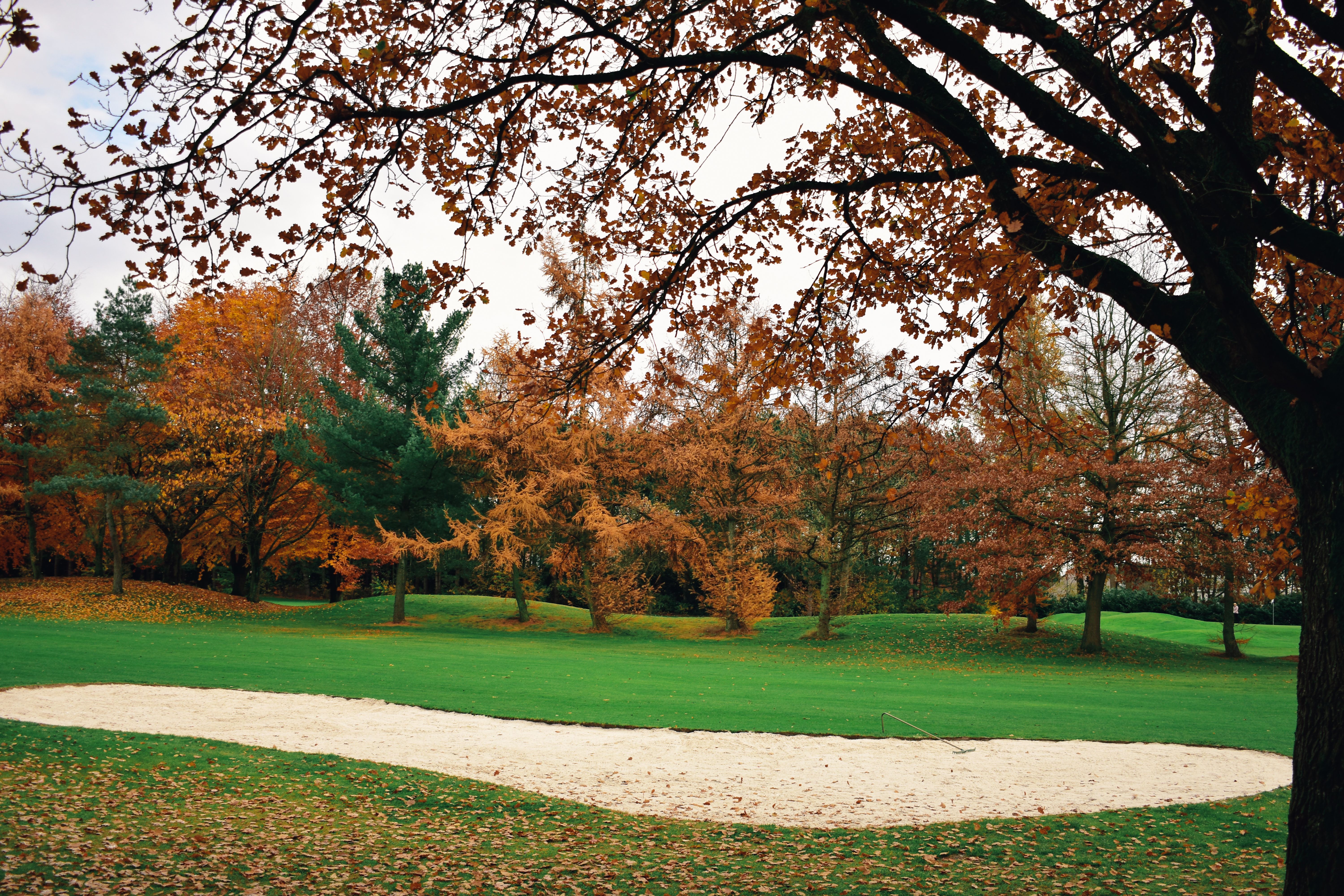 Tall Trees on a Golf Course · Free Stock Photo