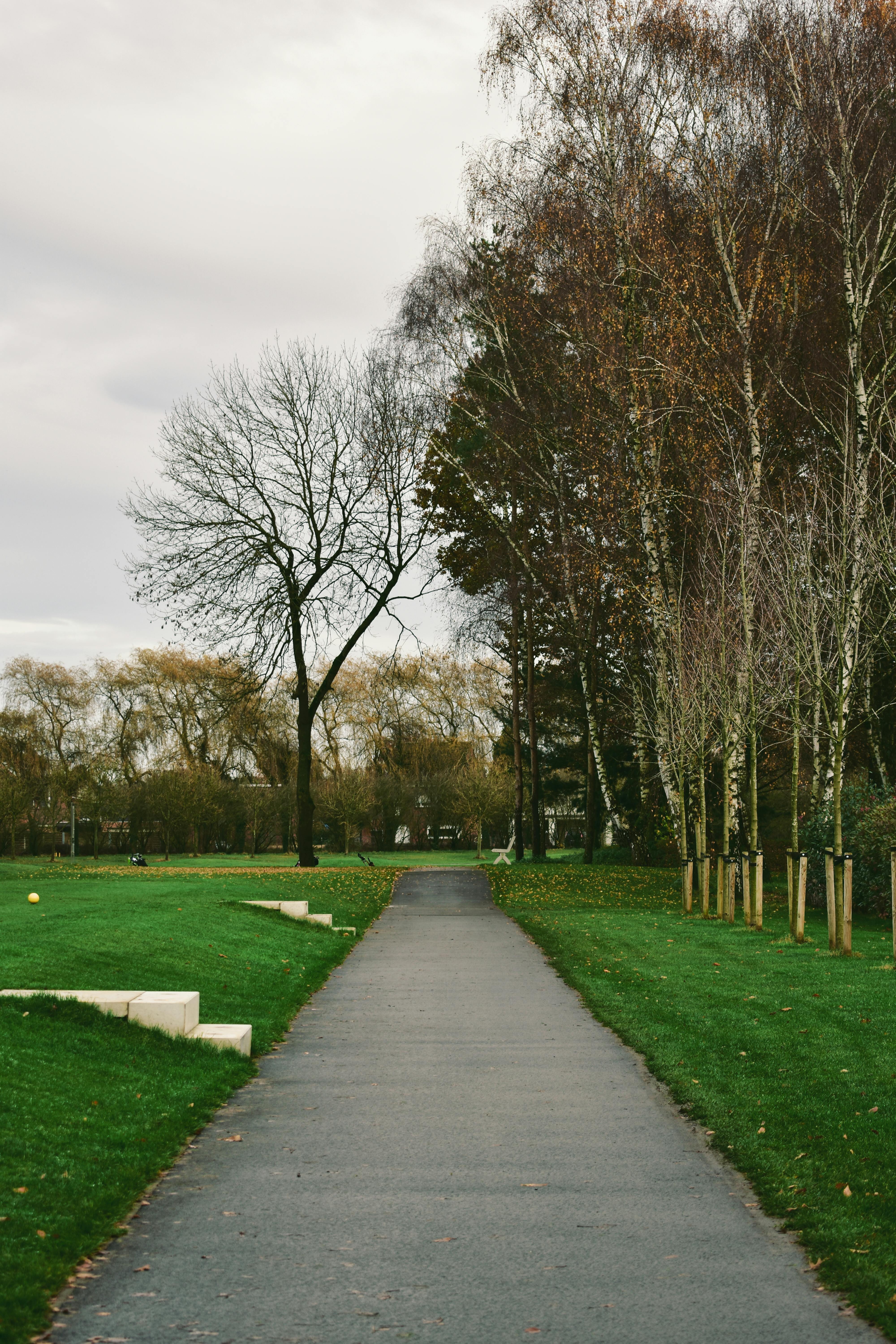 Pathway Beside the Trees · Free Stock Photo