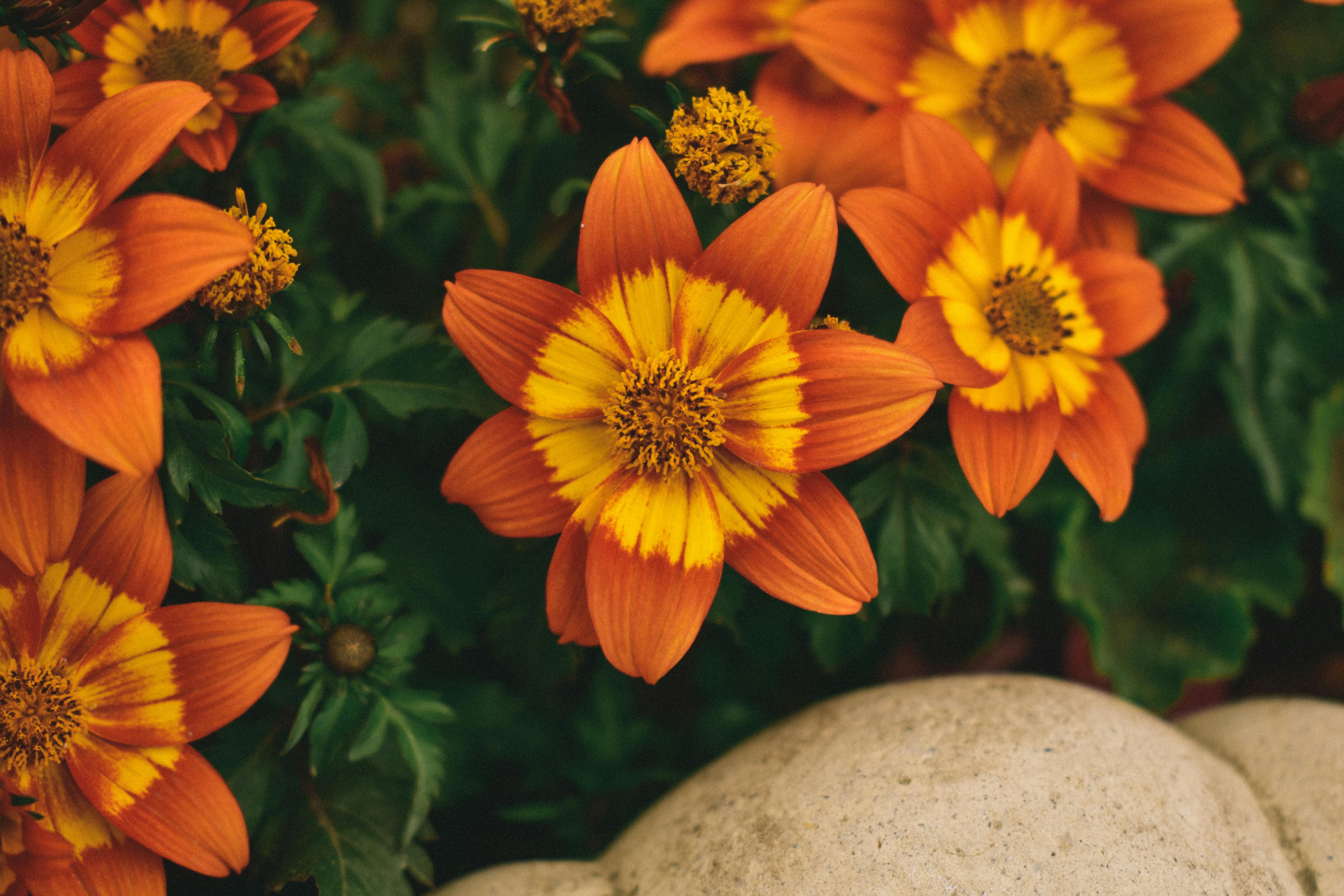 Close-Up Shot of Flowers in Bloom · Free Stock Photo