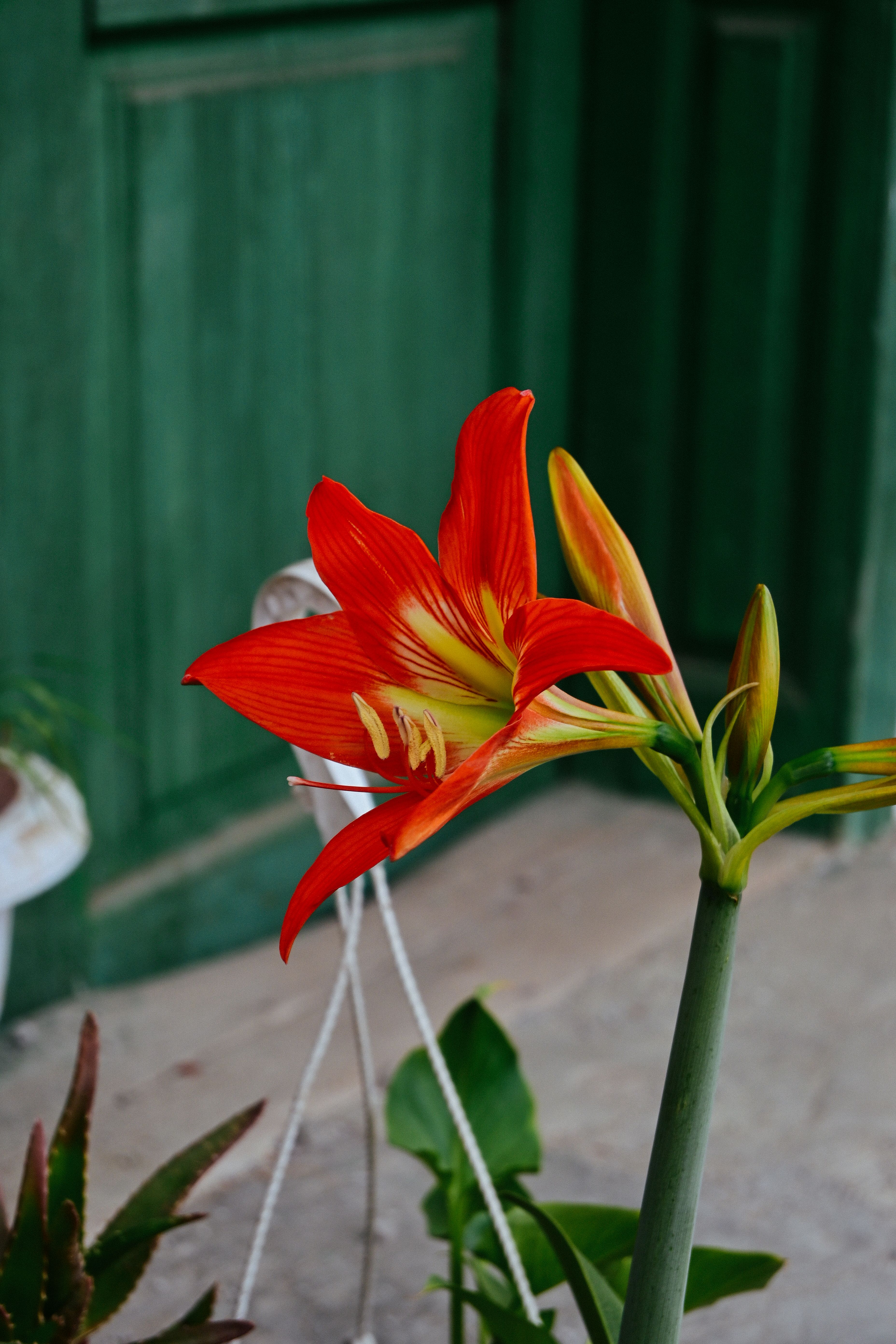 Beautiful Red Lily Flower · Free Stock Photo