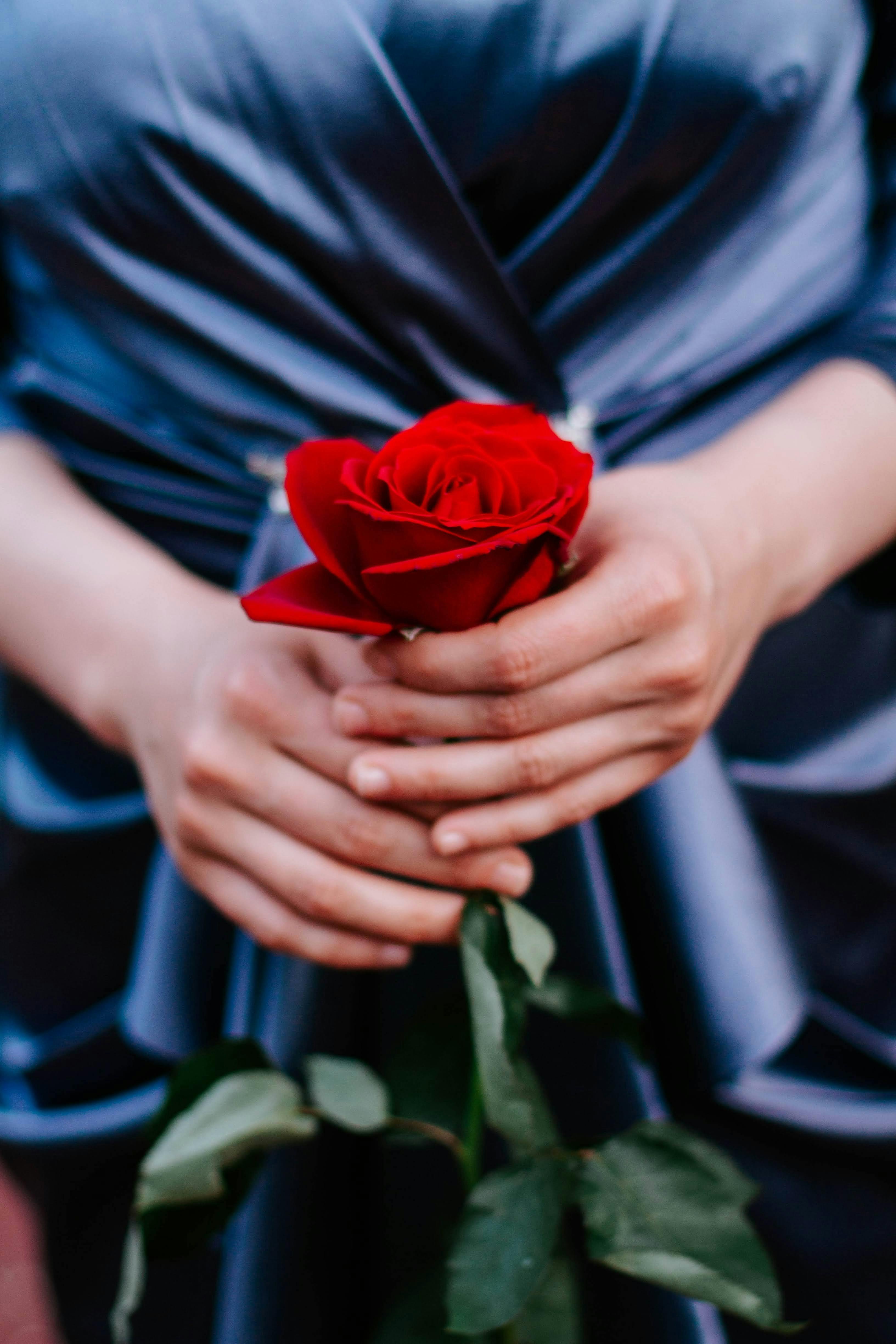 Close-up Shot of a Person Holding Red Rose · Free Stock Photo