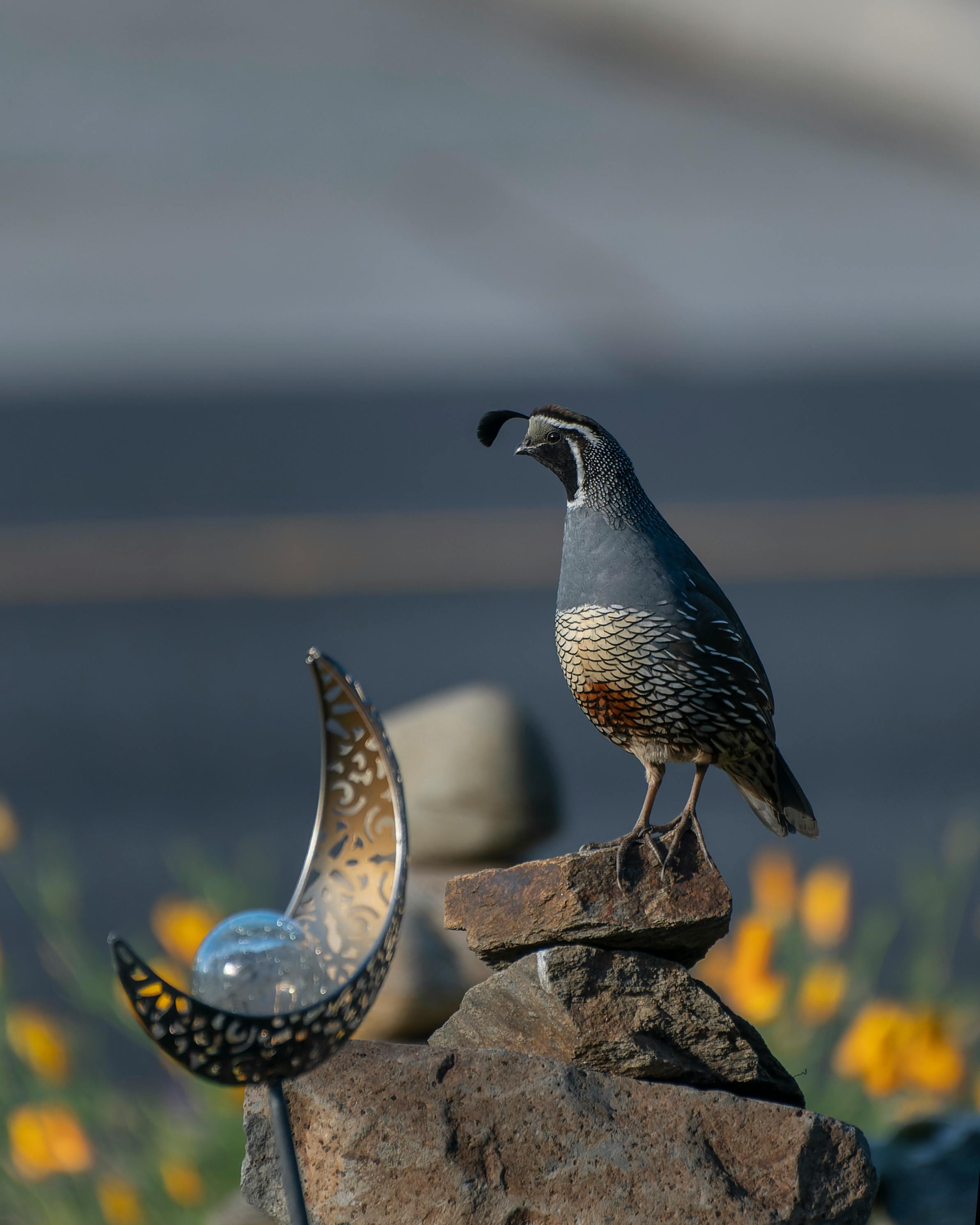Bird Perched on a Rock · Free Stock Photo