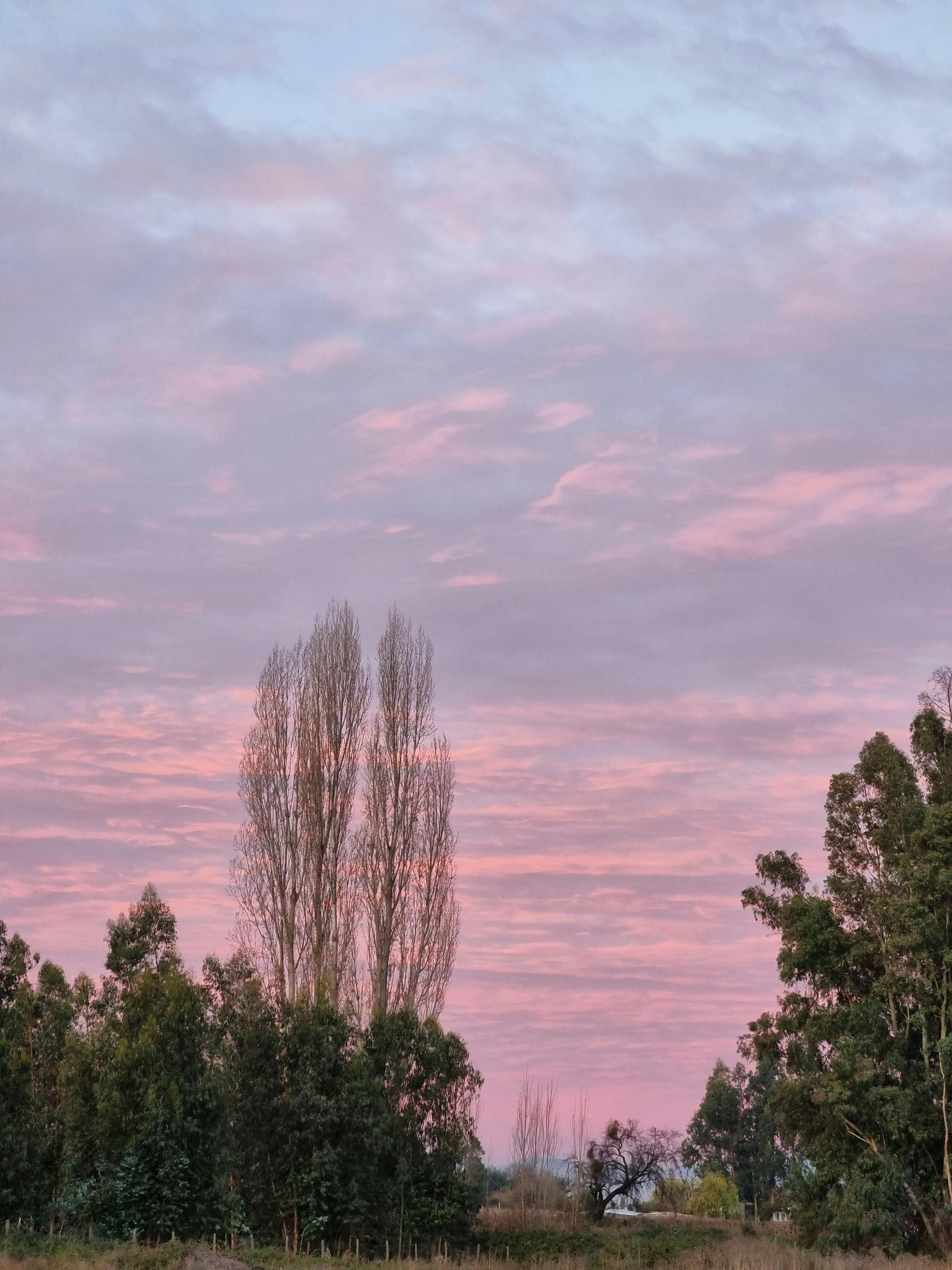 Pinkish Sky and Trees at Dusk · Free Stock Photo