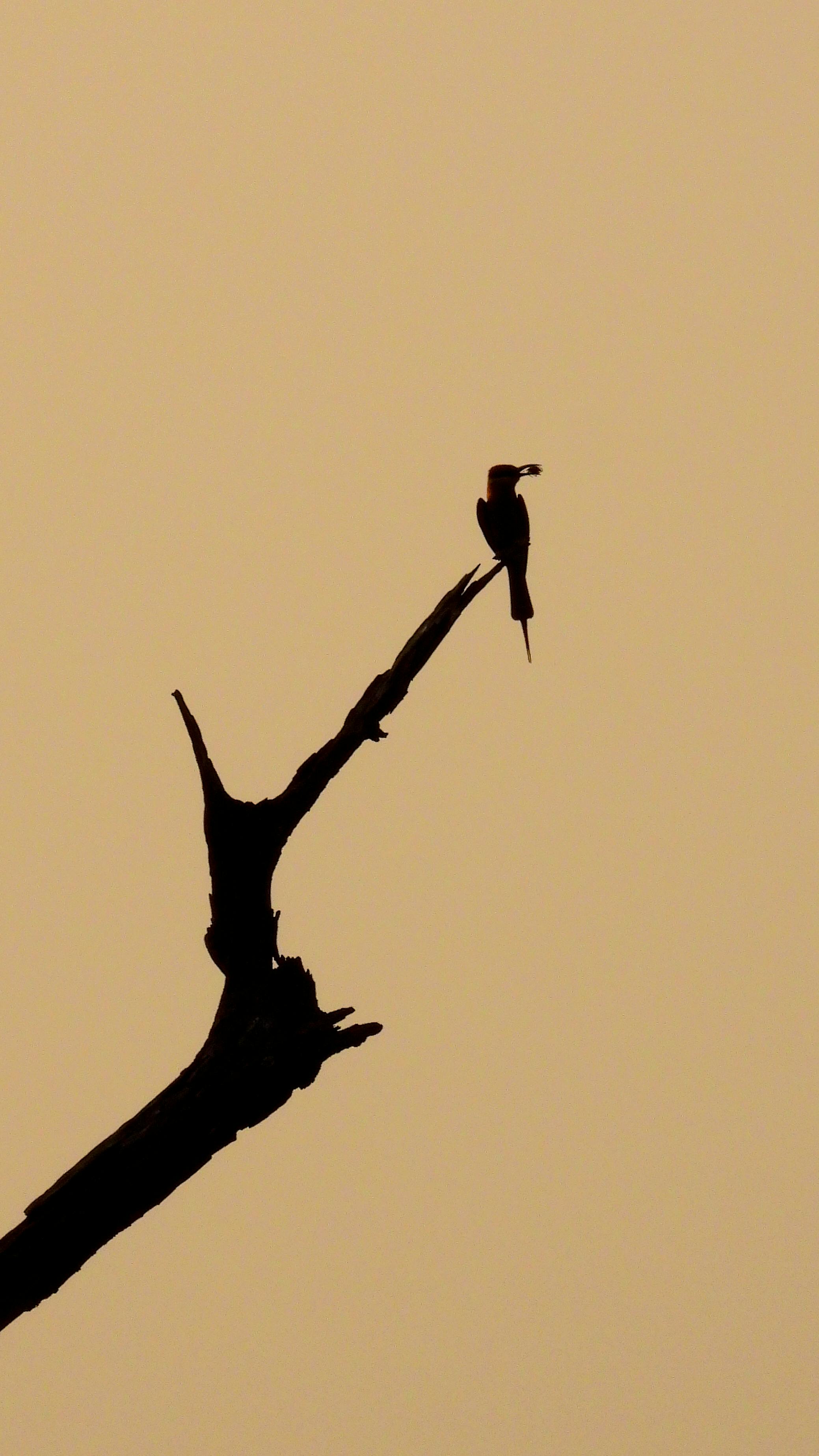 Silhouette of a Bird Sitting on a Branch · Free Stock Photo