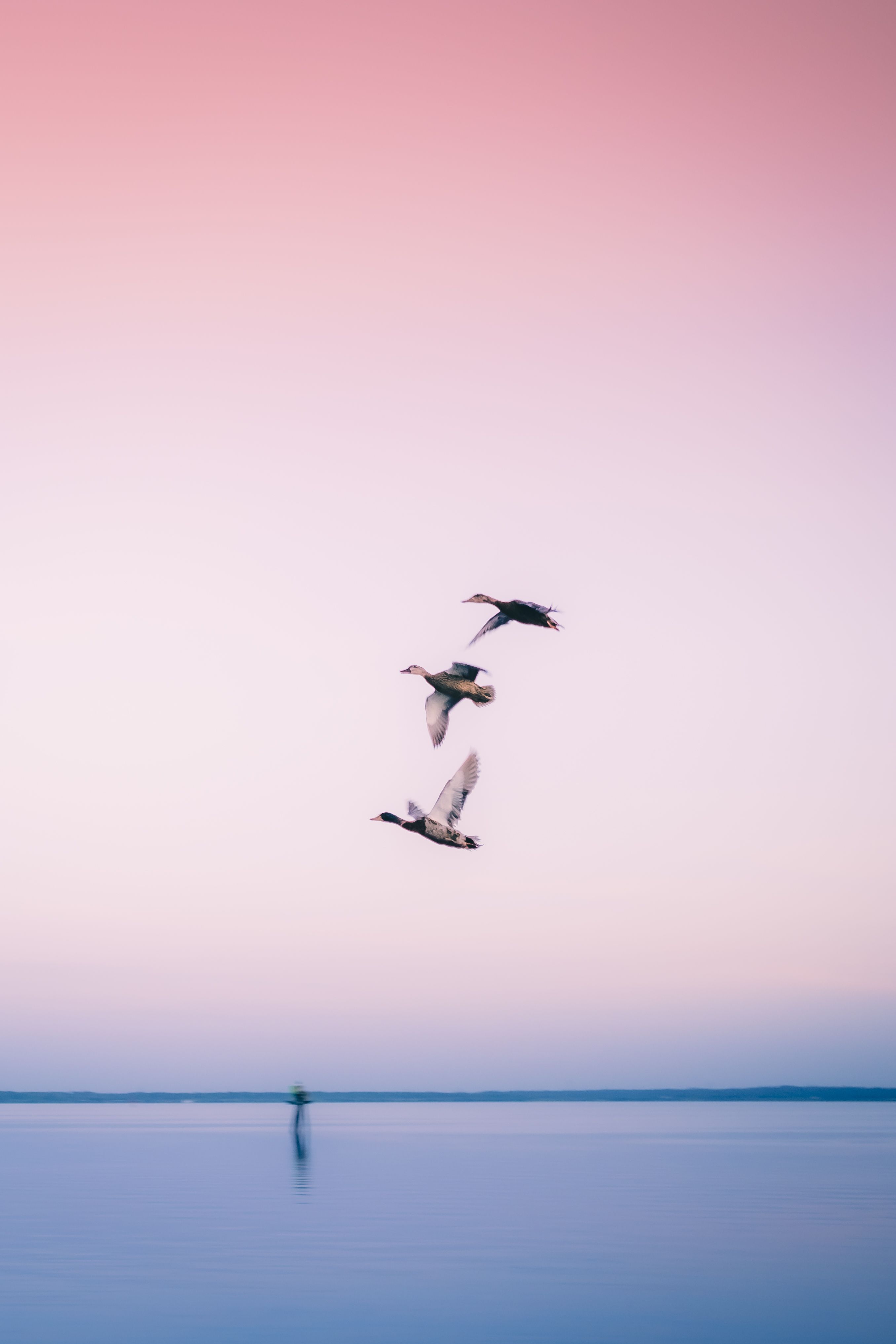 Ducks Quacking Photos Download Free Ducks Quacking Stock Photos Hd
