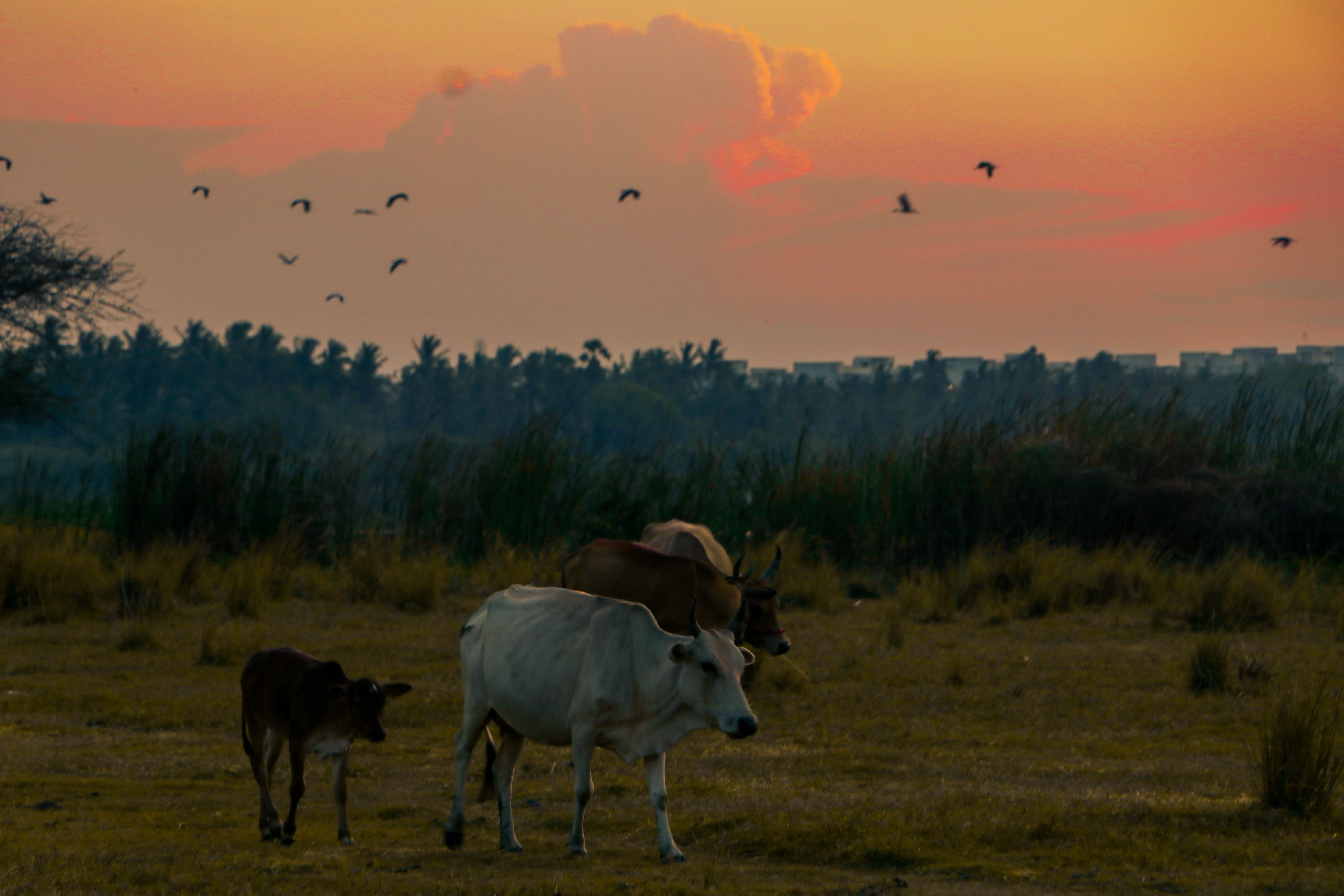 Animals in the Field · Free Stock Photo