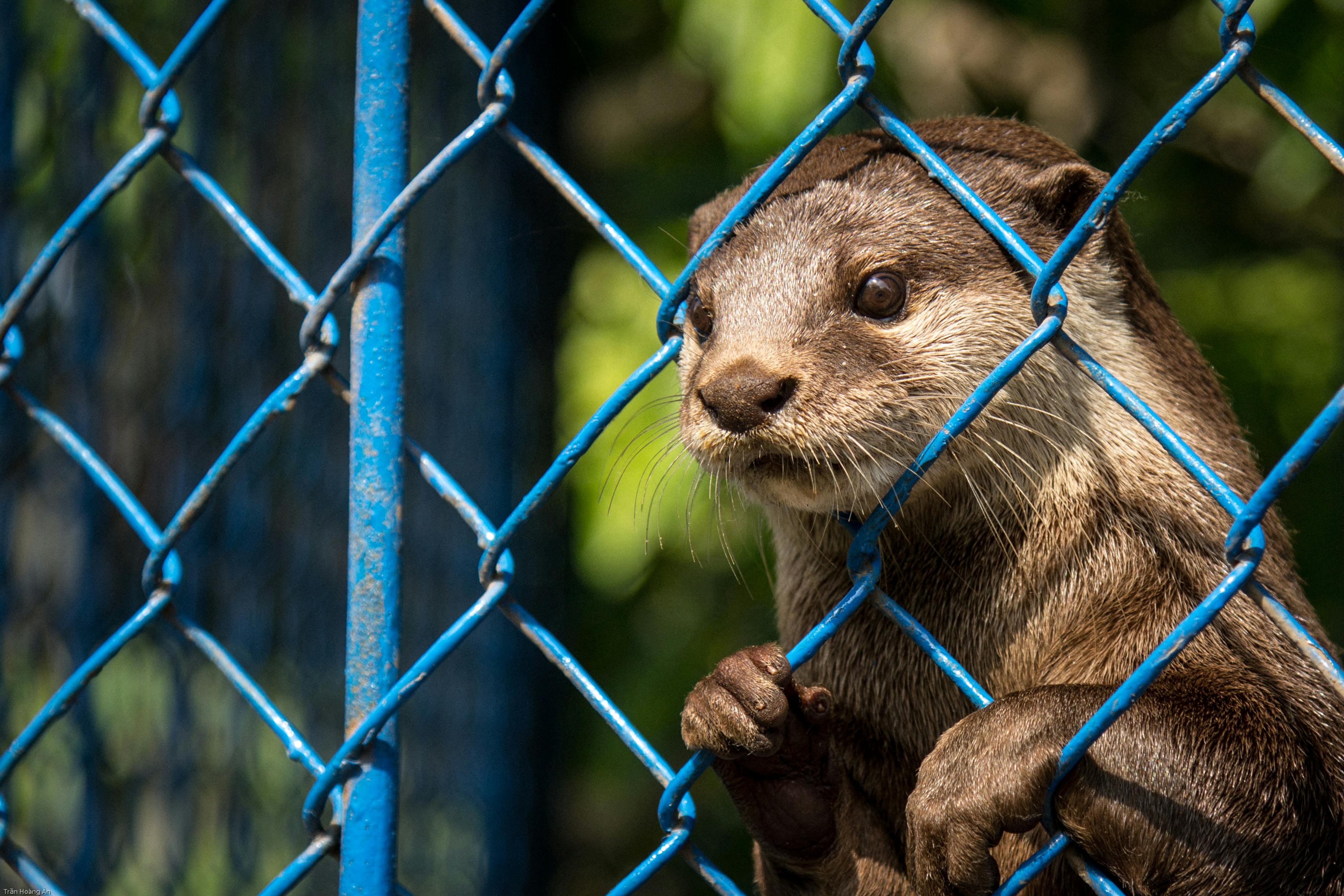 Brown Rodent on Metal Fence · Free Stock Photo