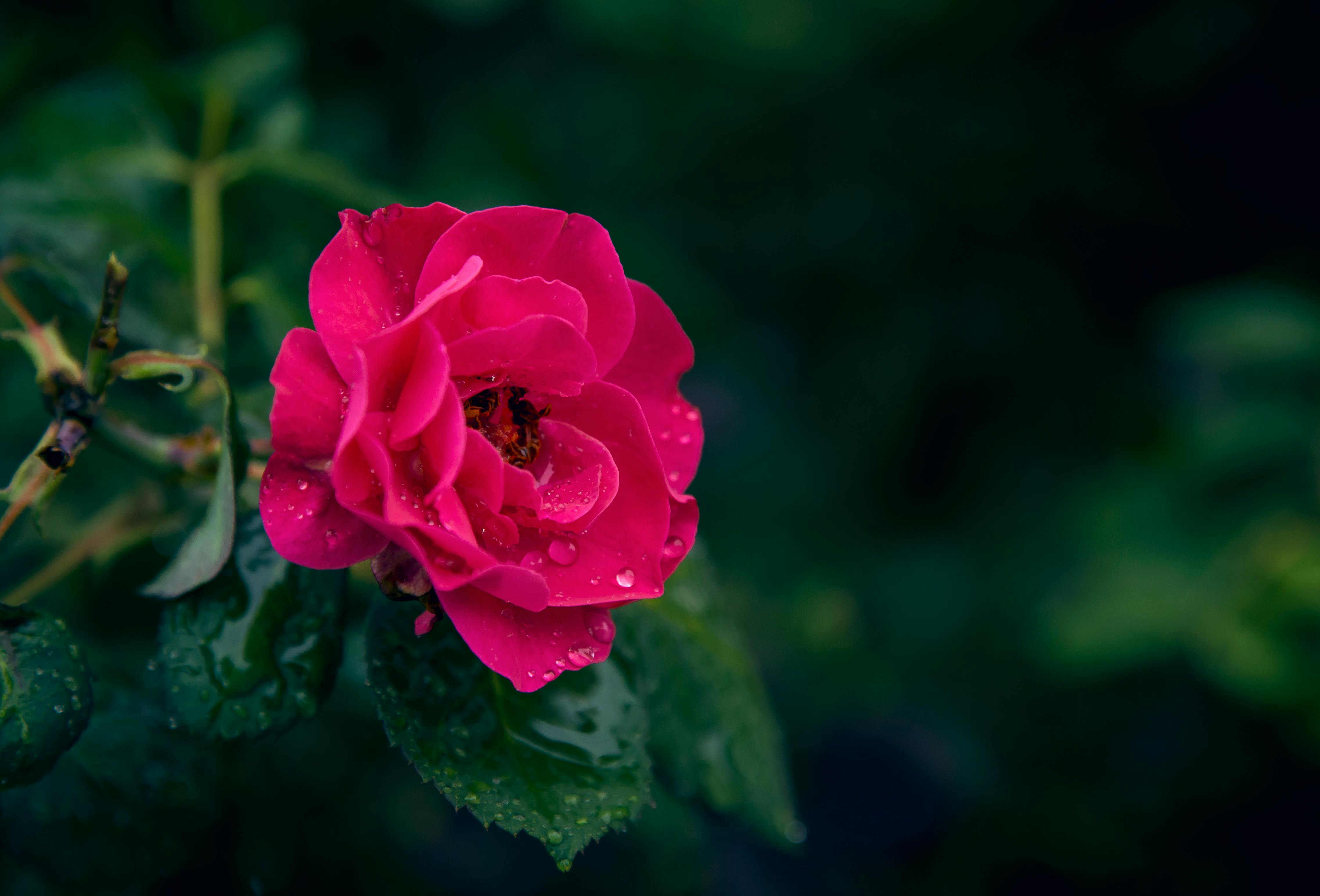 Closeup Photography of Pink Rose Flower · Free Stock Photo