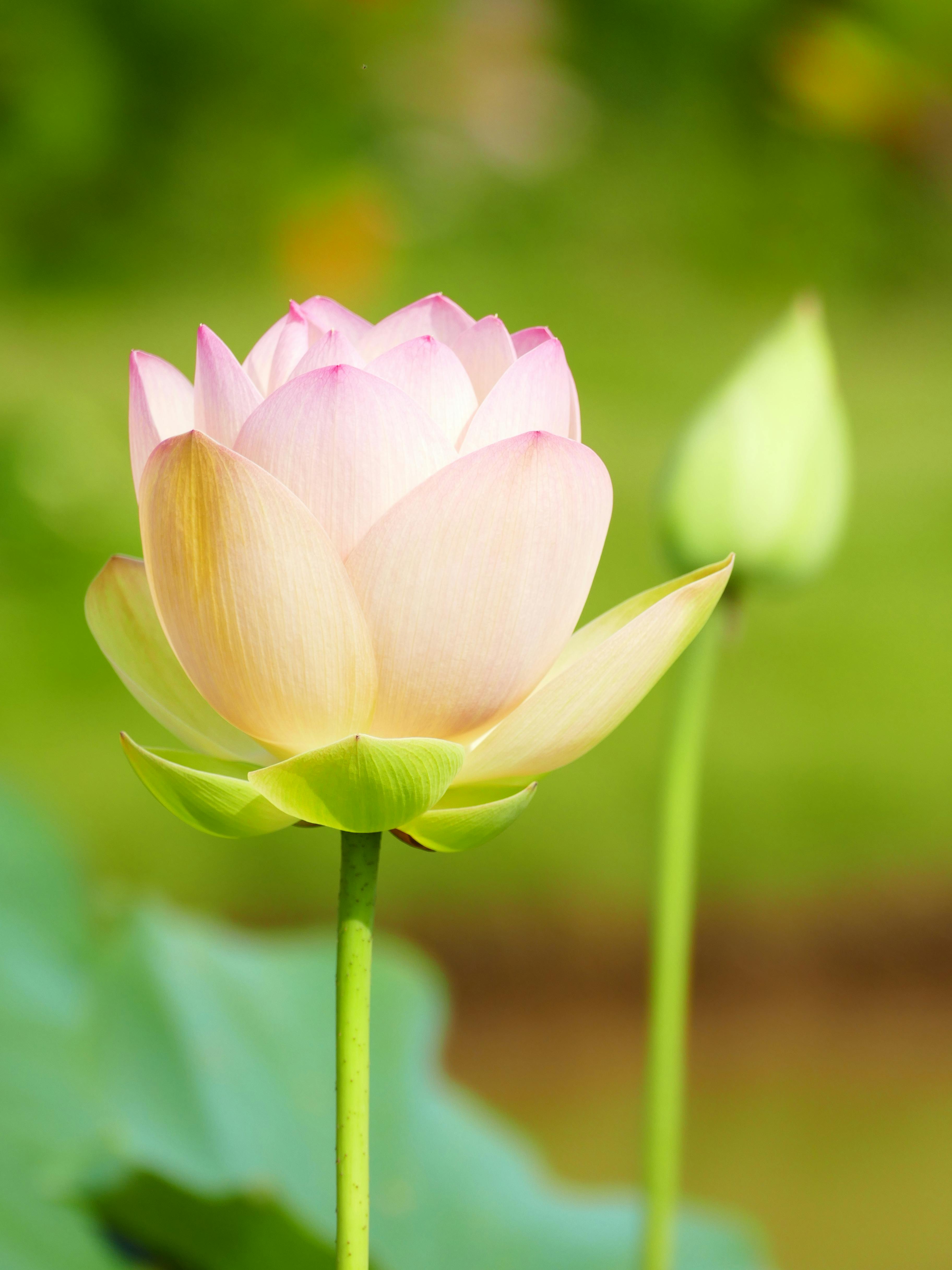 82+ Best Free Hoa sen Stock Photos & Images · 100% Royalty-Free HD ...