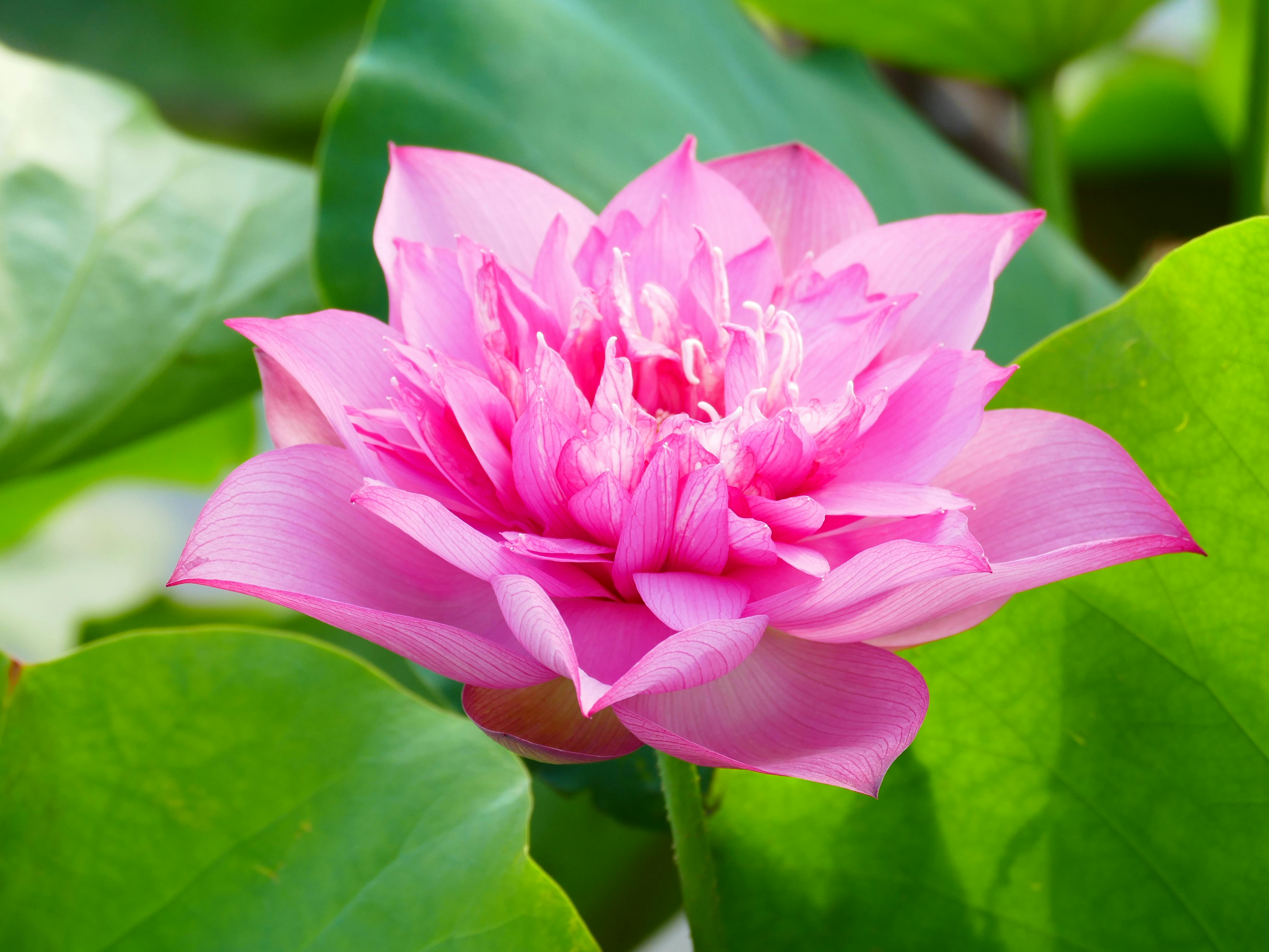 82+ Best Free Hoa sen Stock Photos & Images · 100% Royalty-Free HD ...