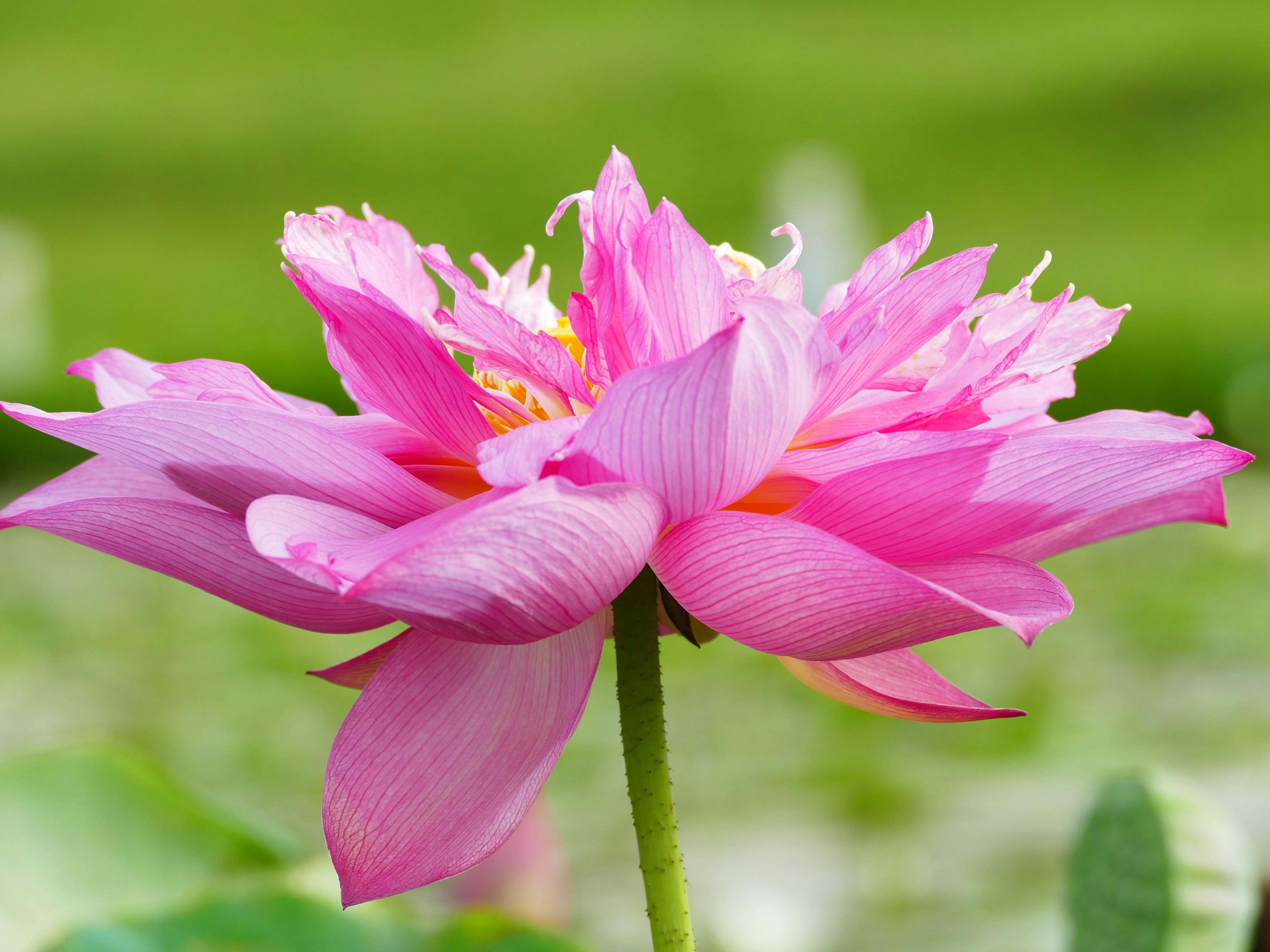 82+ Best Free Hoa sen Stock Photos & Images · 100% Royalty-Free HD ...