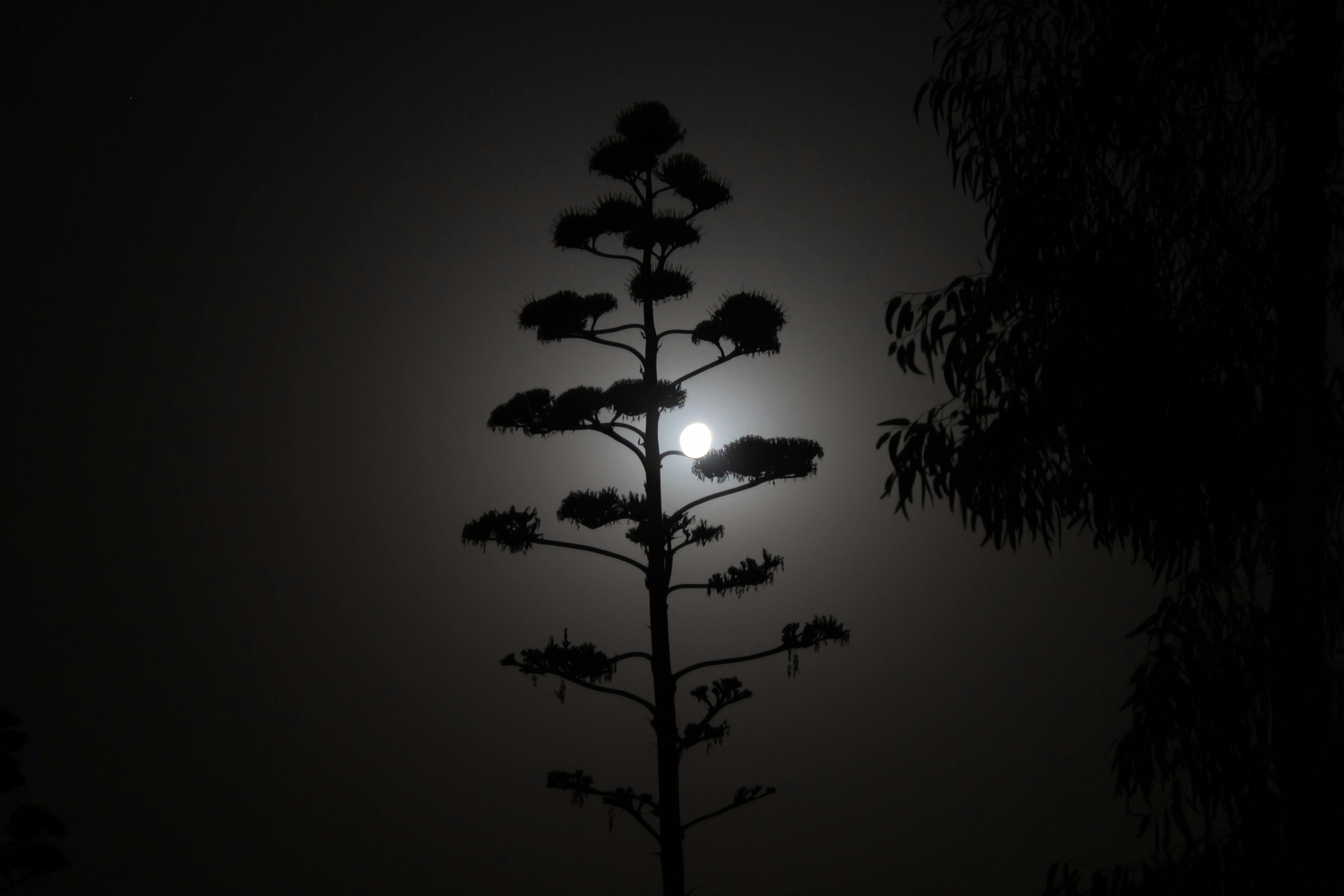 Tree in the Forest During Night Time · Free Stock Photo