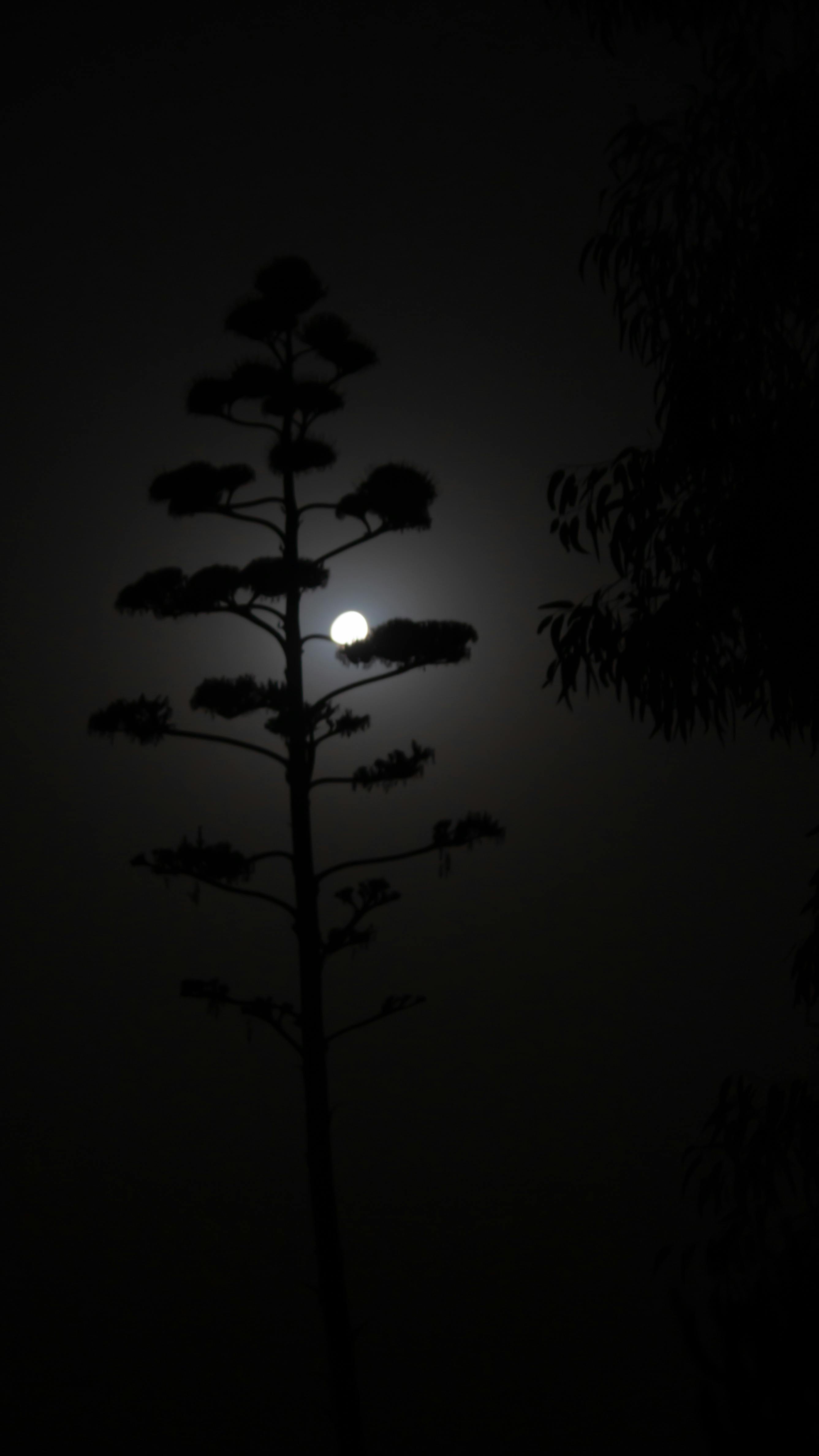 Moon behind Trees at Night · Free Stock Photo