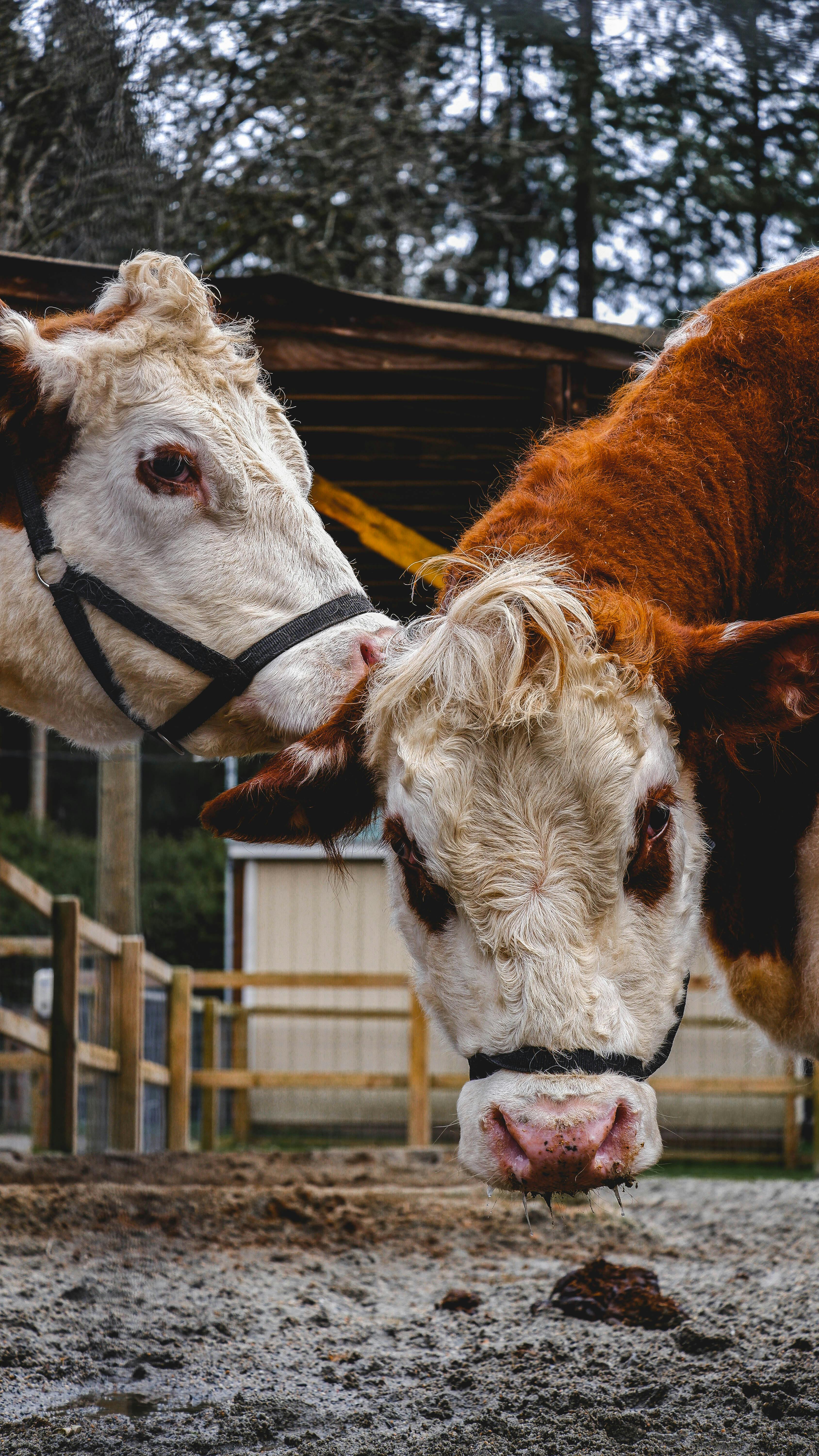 Close Up Photo of Cows · Free Stock Photo