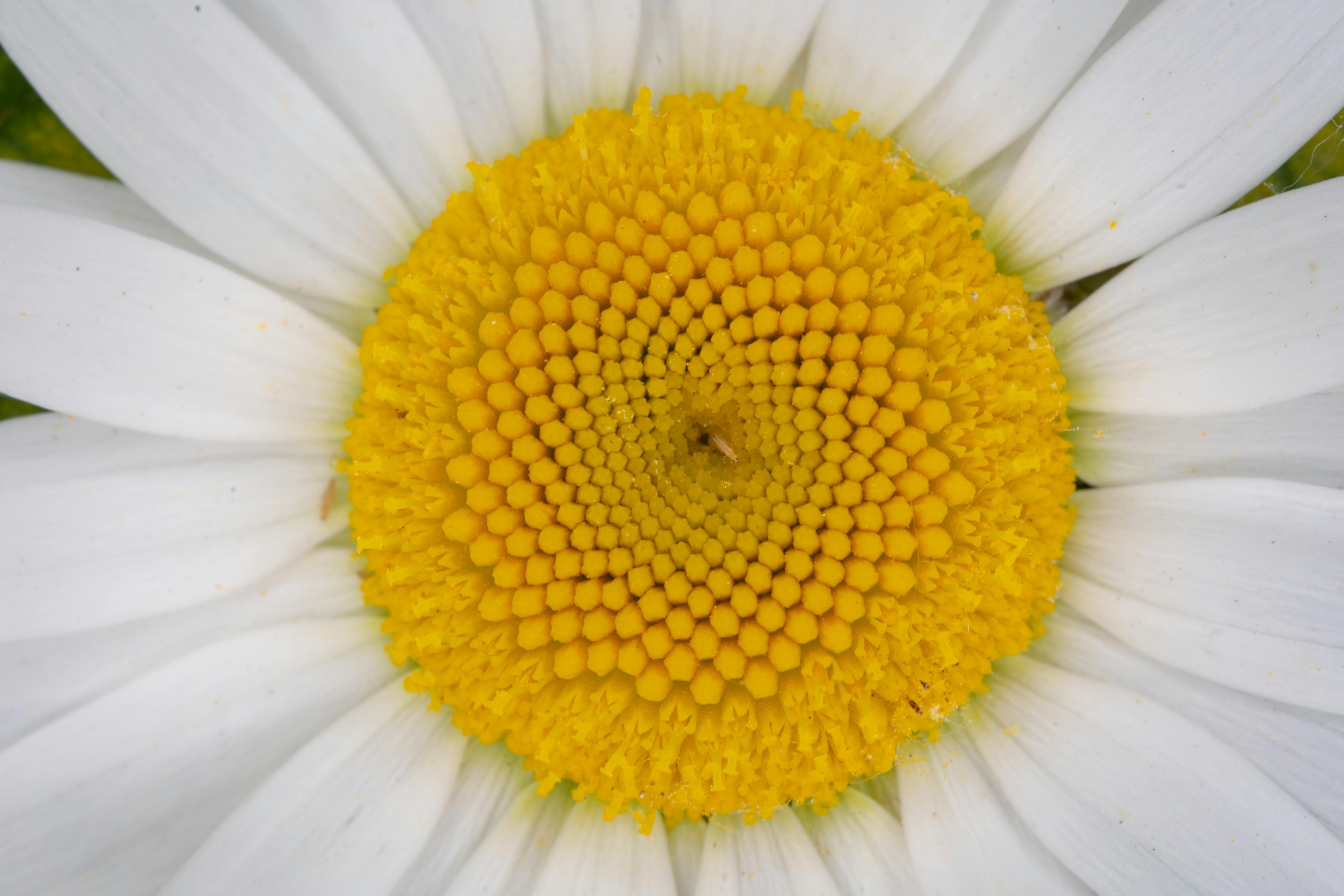 Flower in Close Up Photography · Free Stock Photo
