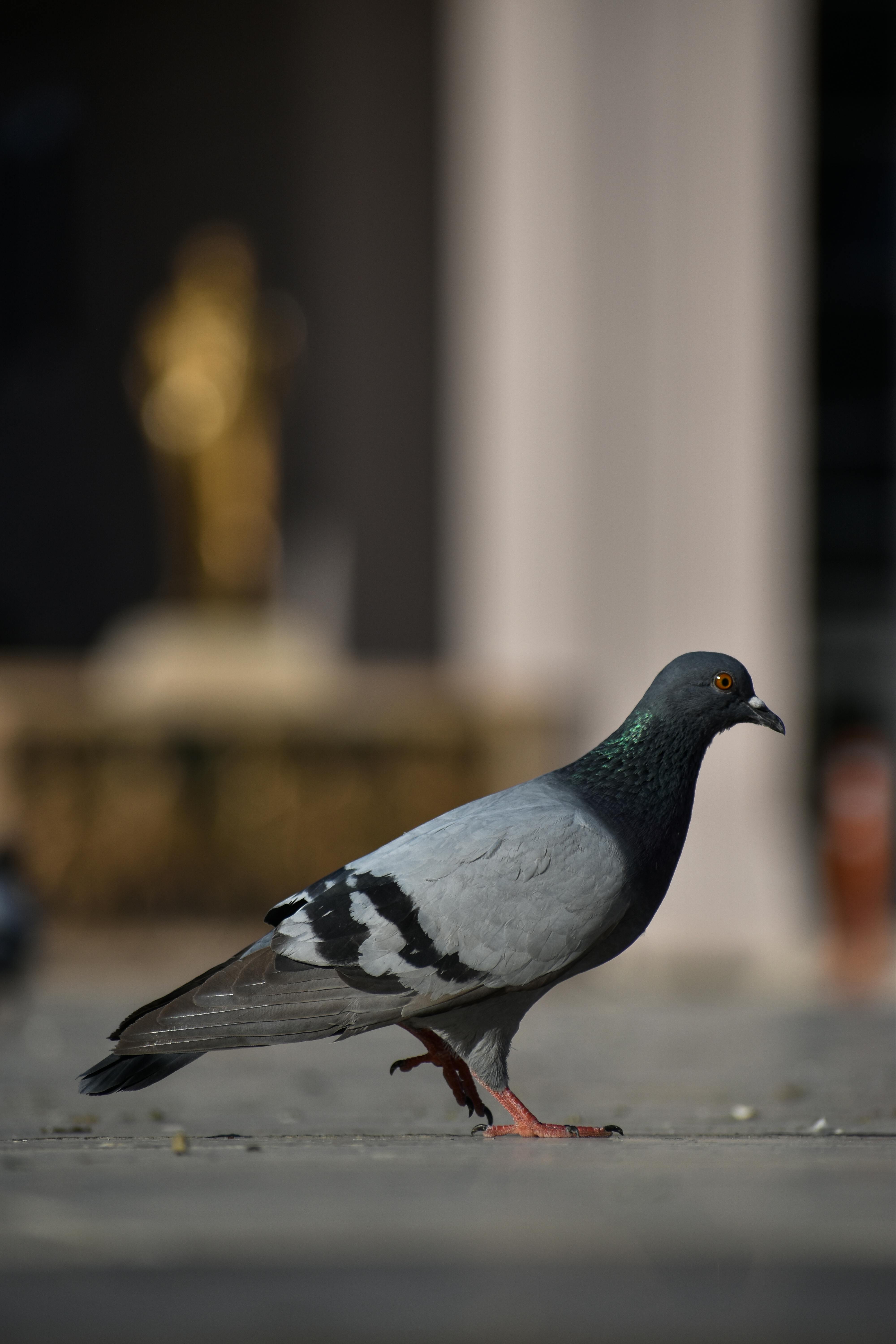 1.313+ Fotos y Imágenes de Paloma Gratis · Banco de Fotos Gratis